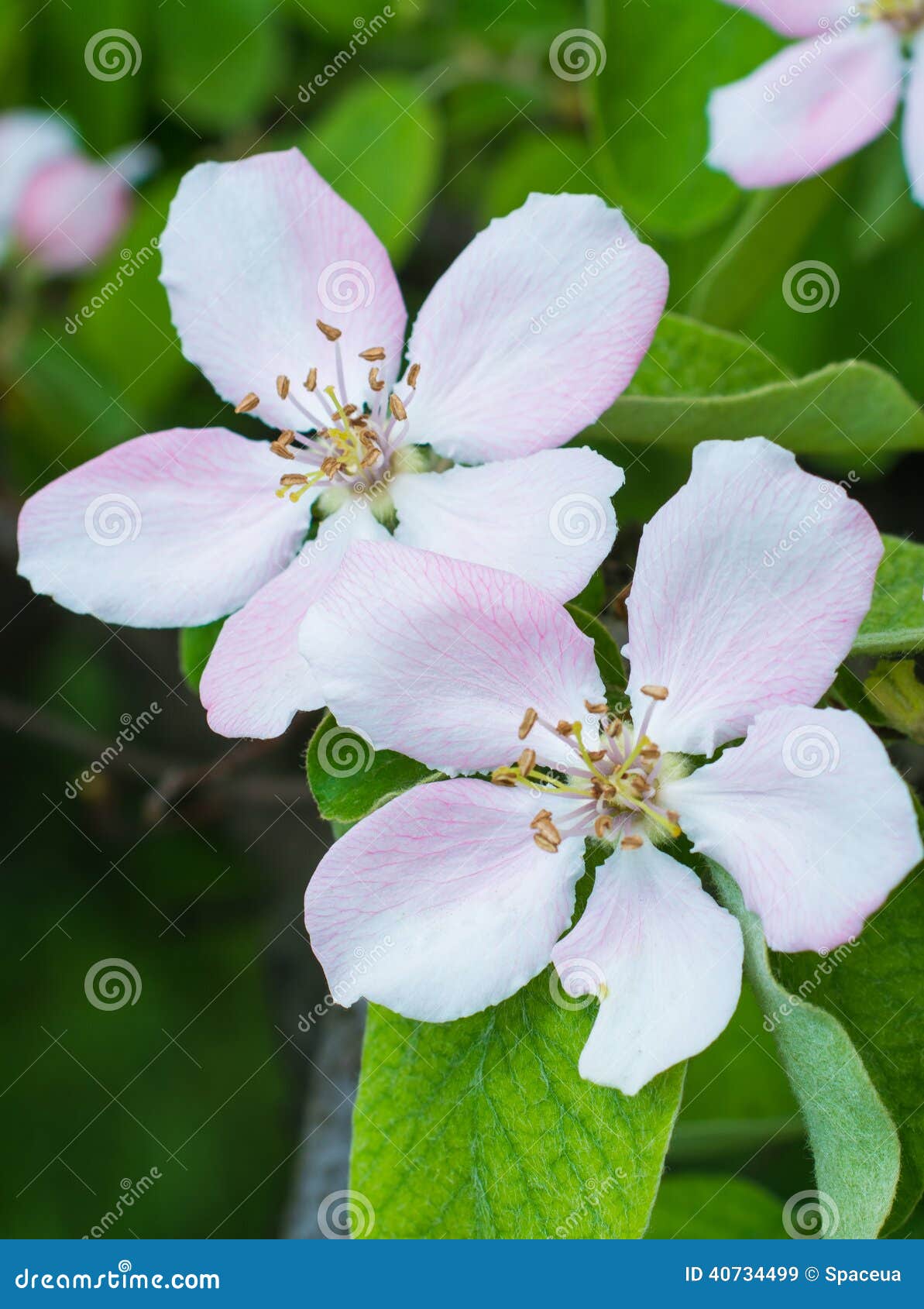 Apple tree flower blossom stock image. Image of summer - 40734499