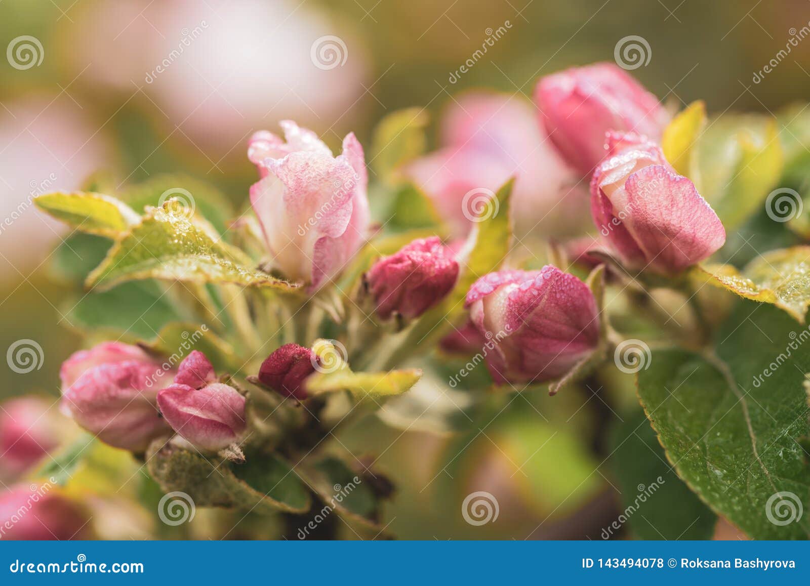 Apple tree flower stock photo. Image of garden, botany - 143494078