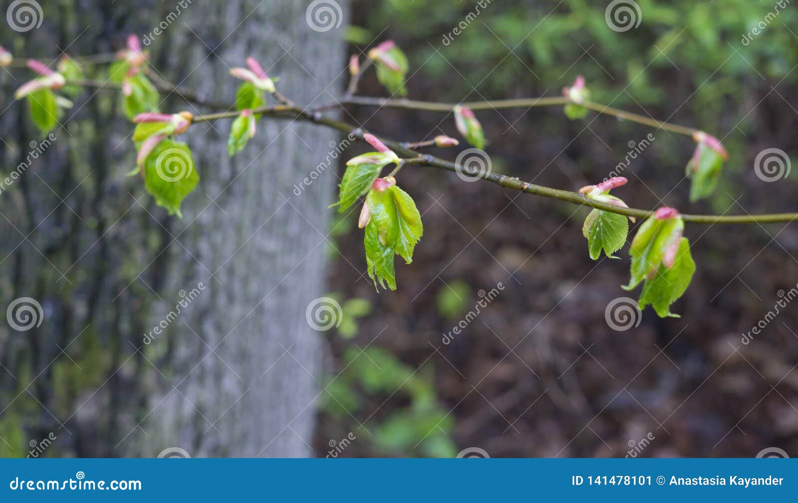 First Hatching Birch Leaves after the Rain Stock Image - Image of ...