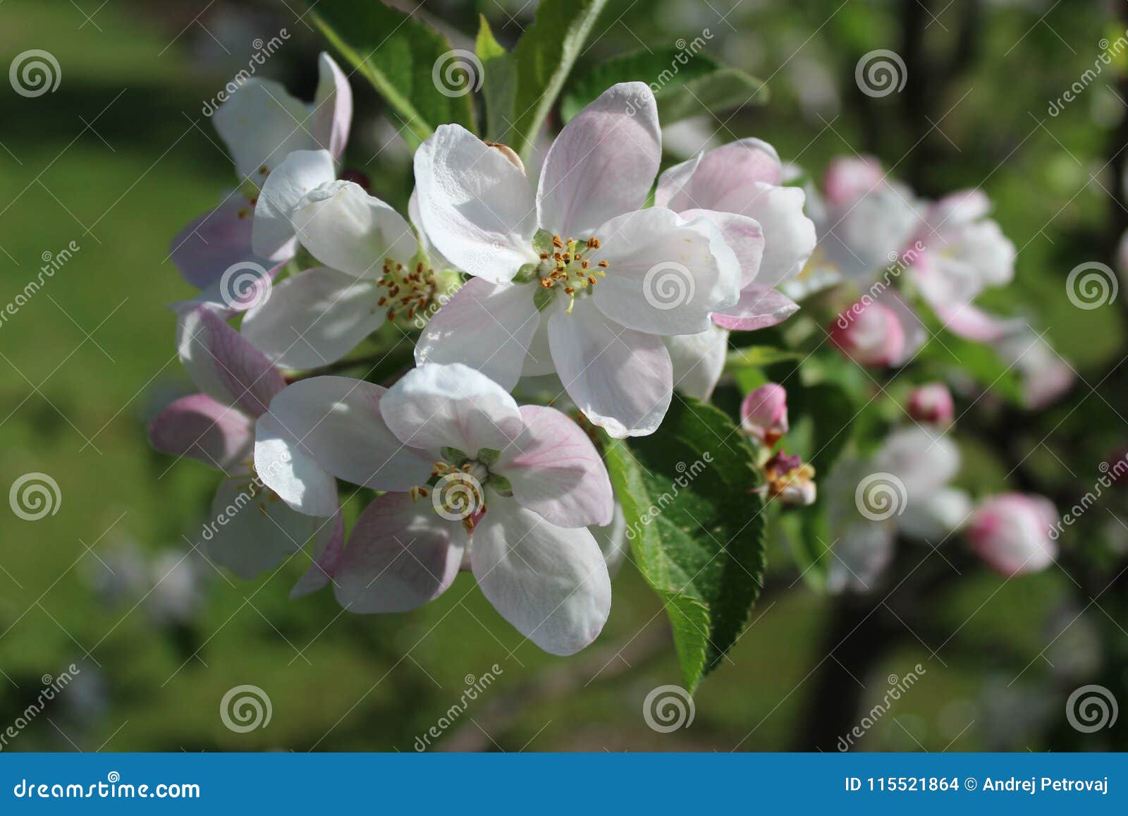 Apple tree flower stock photo. Image of nature, apple - 115521864