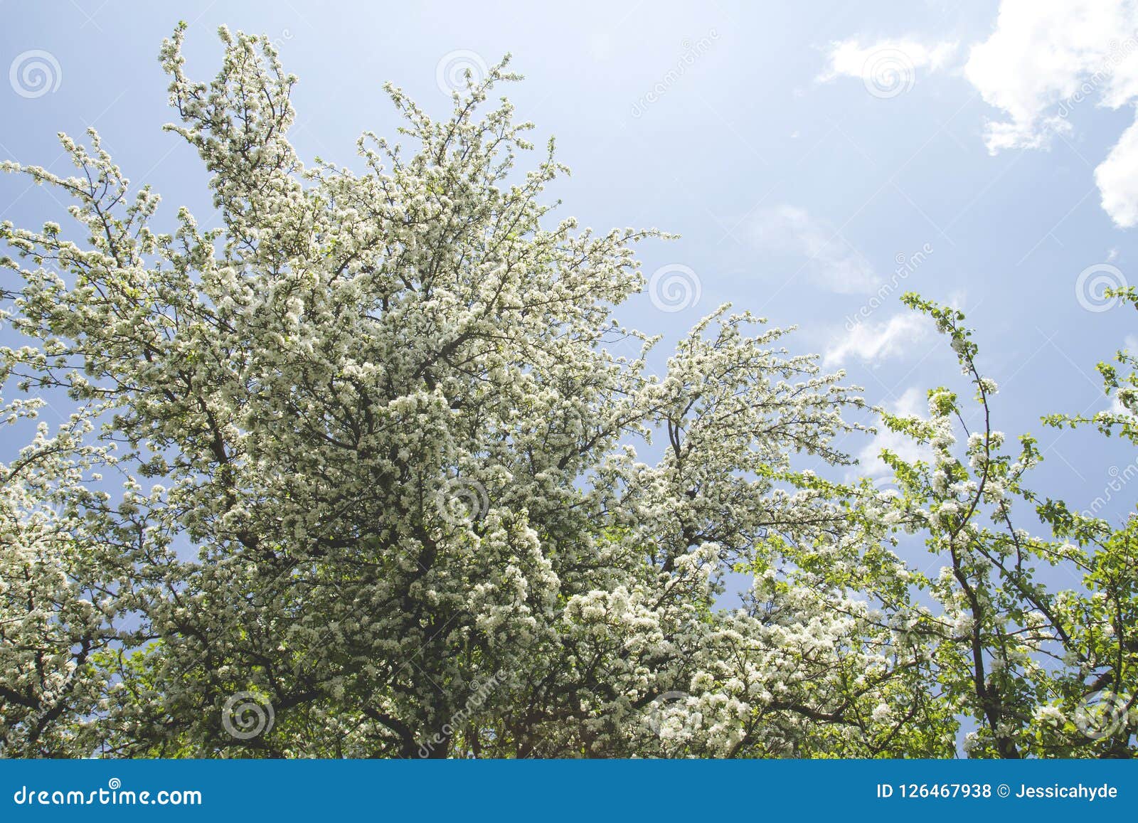Apple tree flowering stock photo. Image of ethereal - 126467938