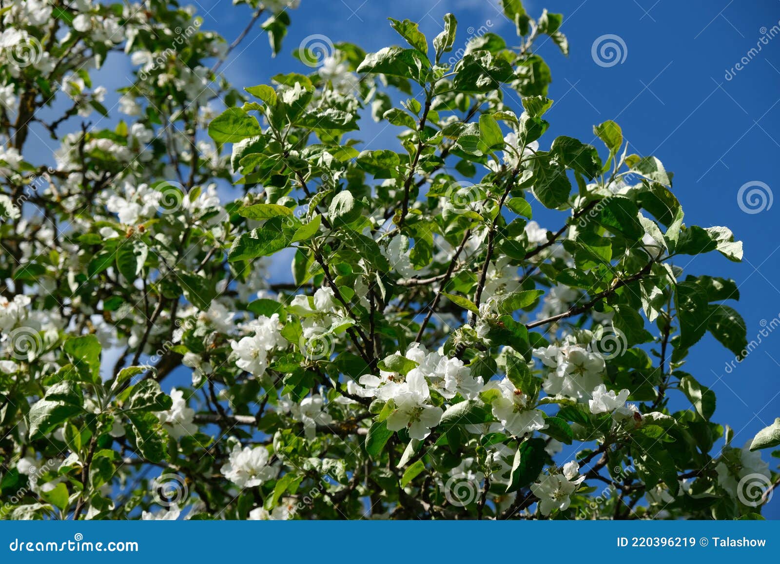 Apple Tree during Flowering Day Photo Stock Image - Image of blossom ...