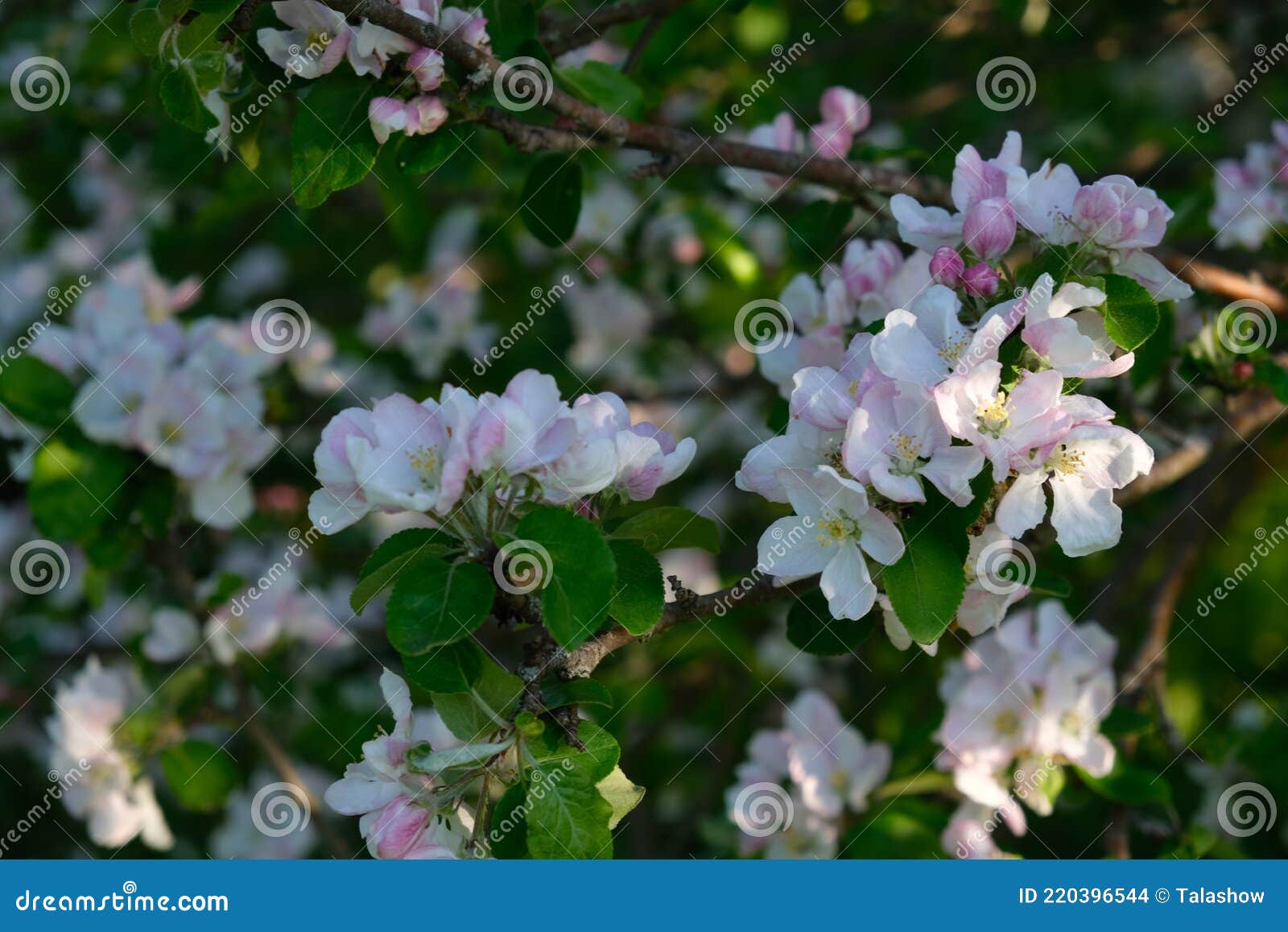 Apple Tree during Flowering Day Photo Stock Photo - Image of blossom ...