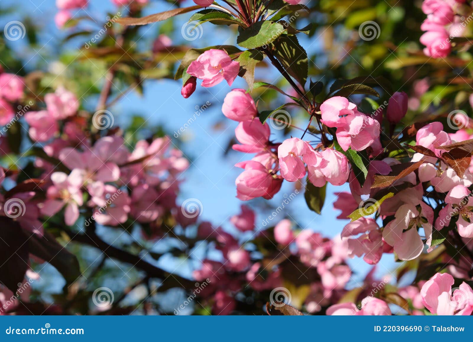 Apple Tree during Flowering Day Photo Stock Photo - Image of garden ...