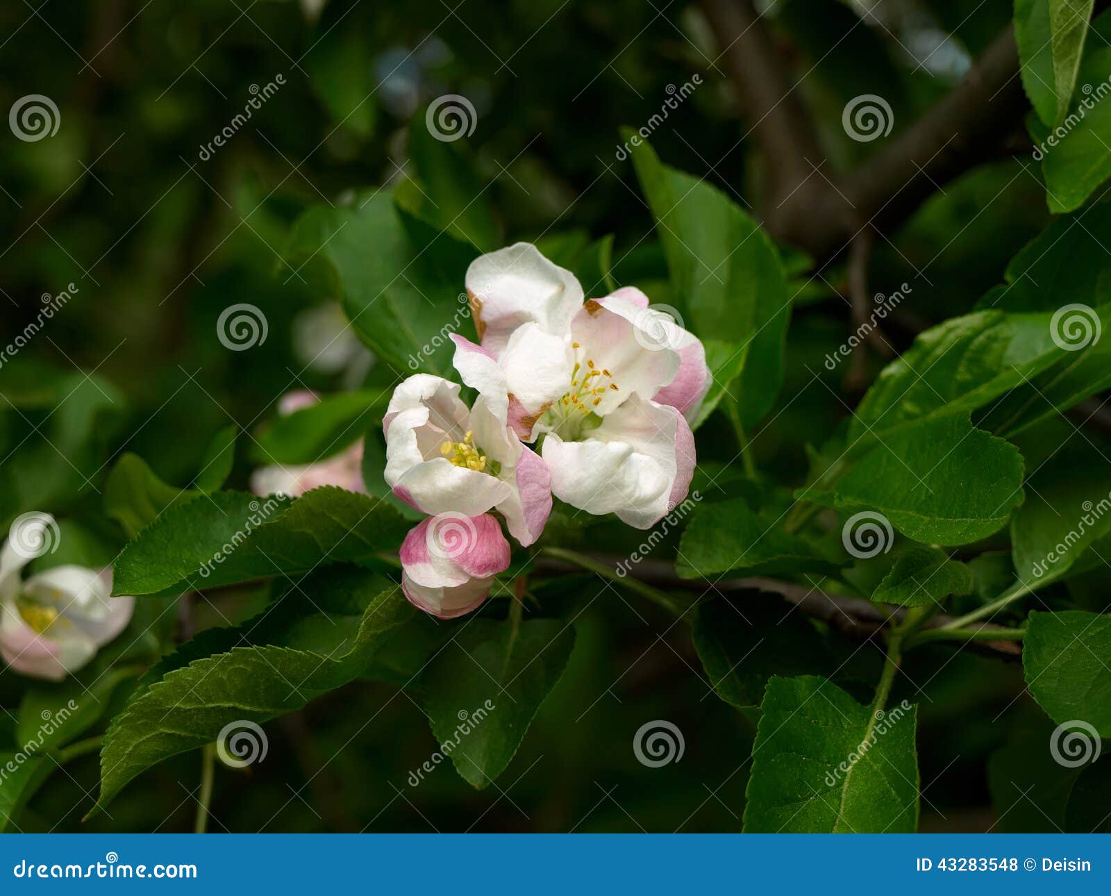 Apple-tree flowering stock photo. Image of blossom, single - 43283548