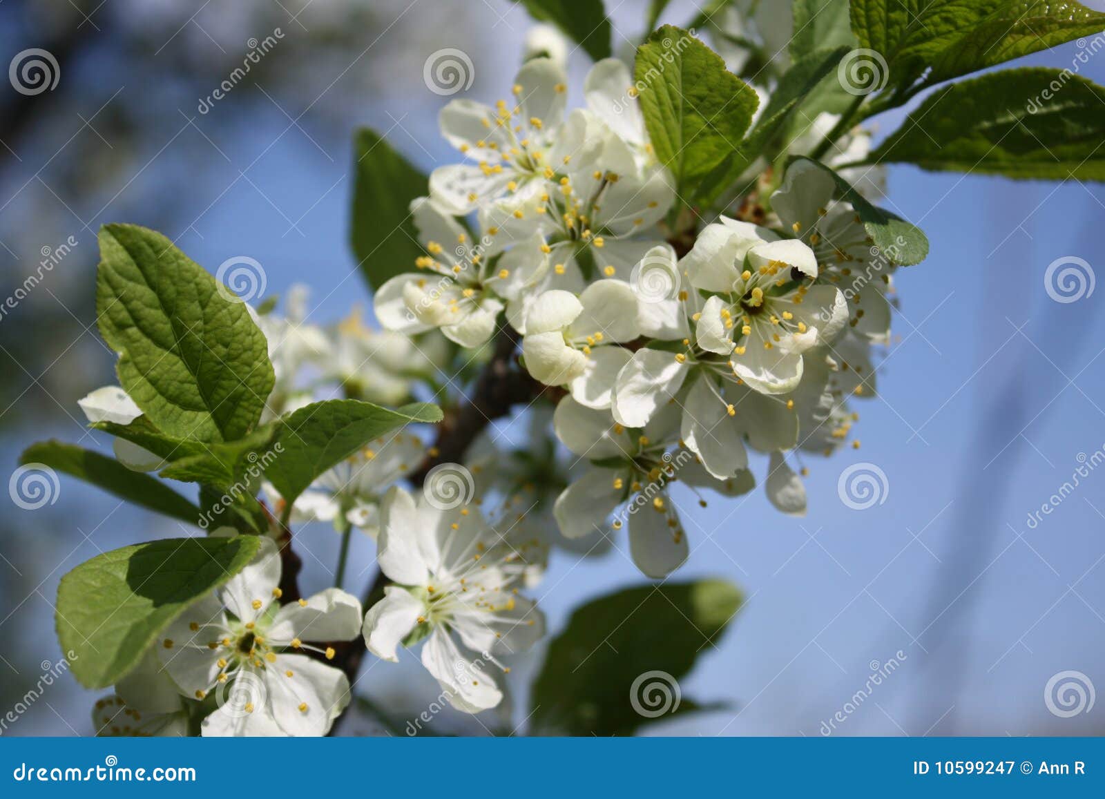 Apple-tree flowers stock image. Image of nature, life - 10599247