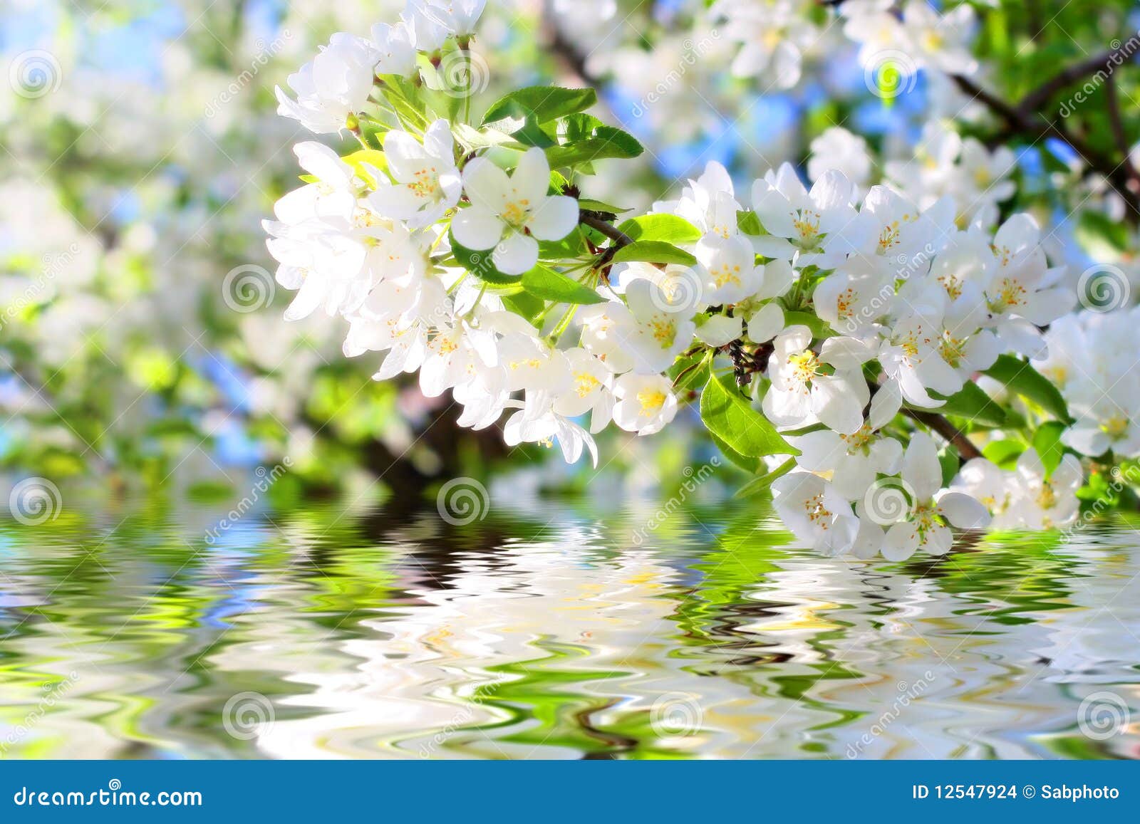 Apple tree flowers stock photo. Image of scene, plant - 12547924