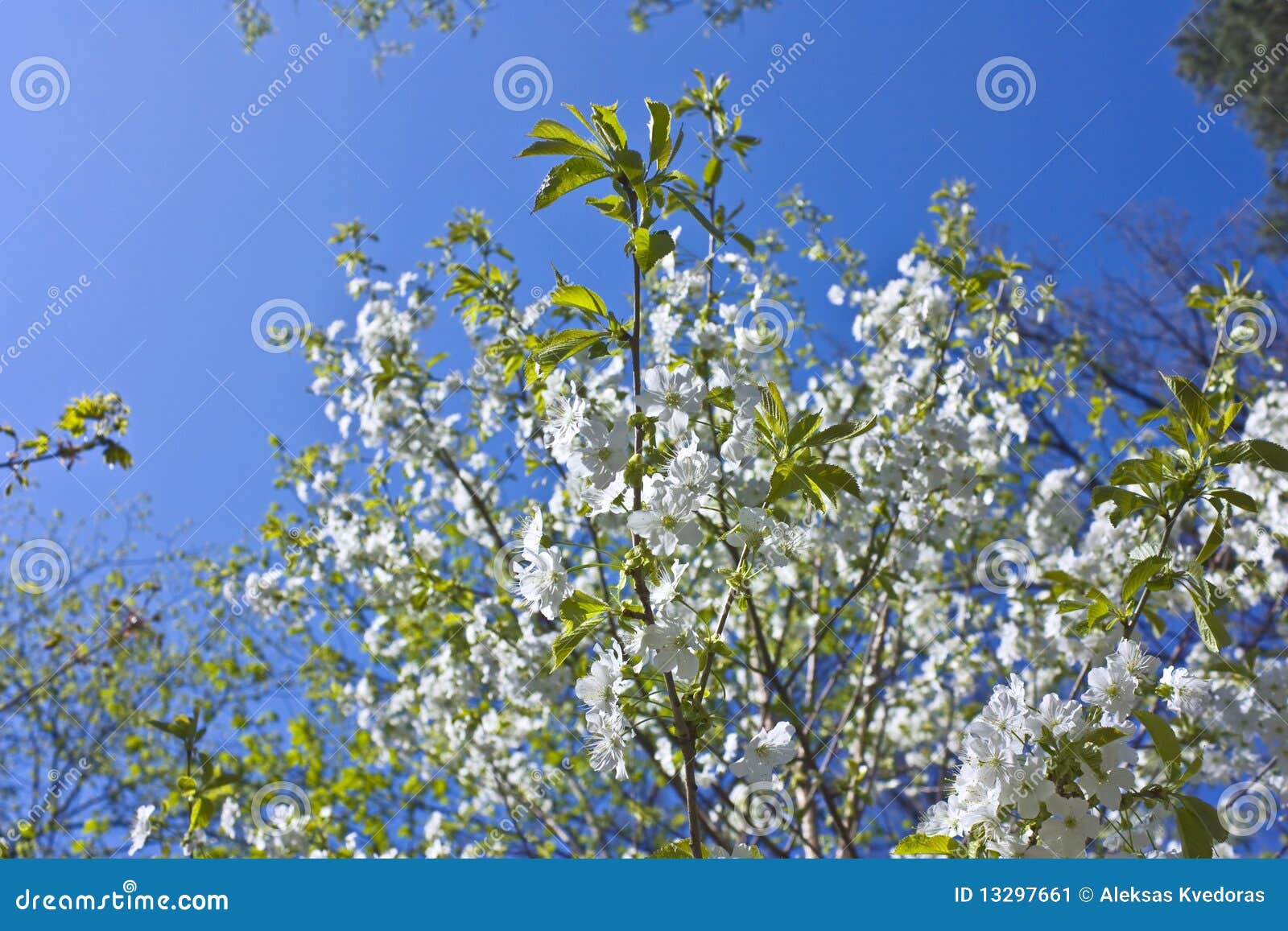 Apple tree flowers stock image. Image of garden, bloom - 13297661