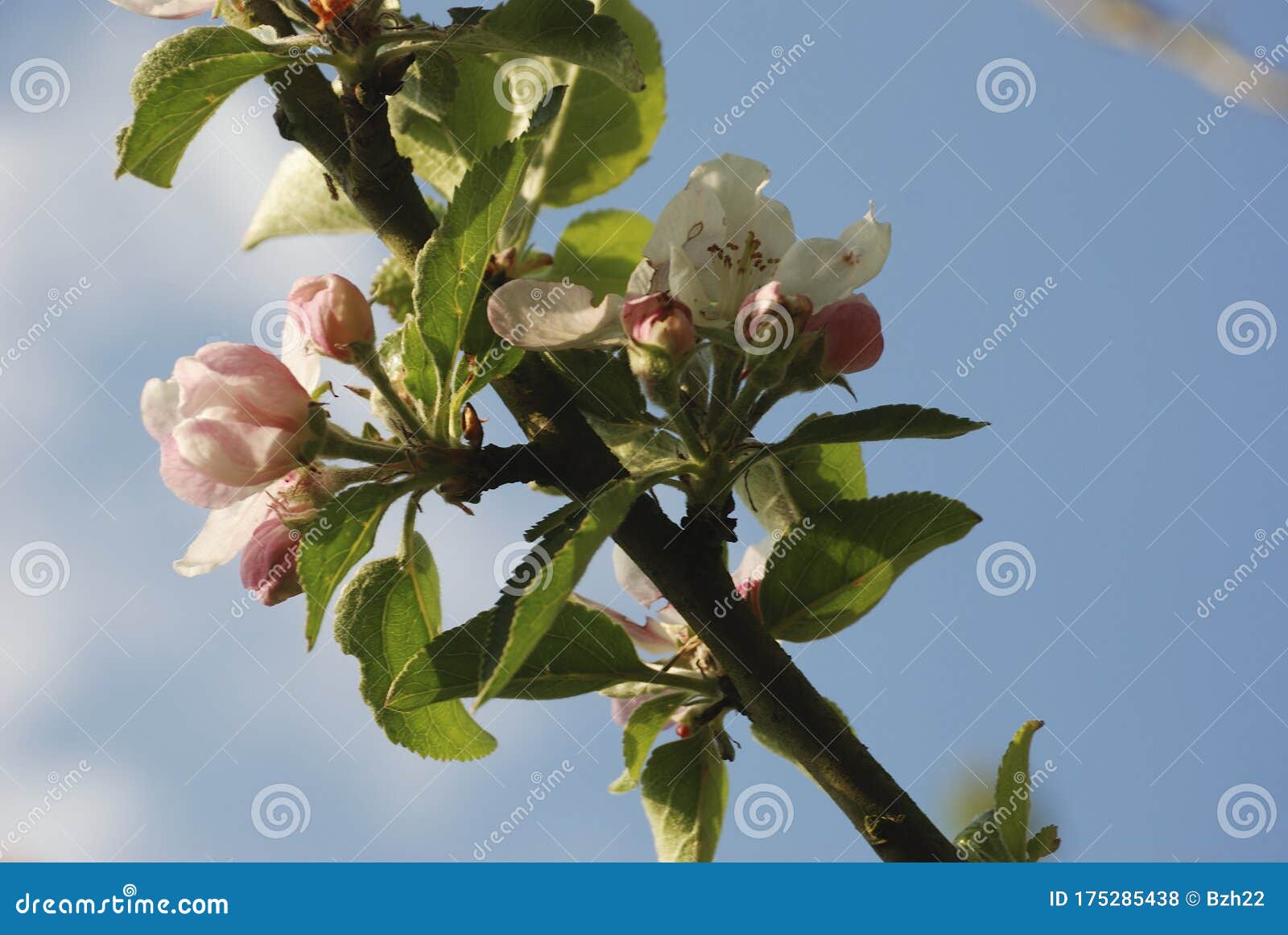 Apple tree flowers stock photo. Image of tree, flora - 175285438