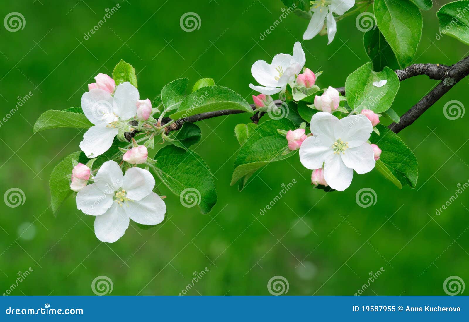 Apple tree flowers stock image. Image of blossom, blossoming - 19587955