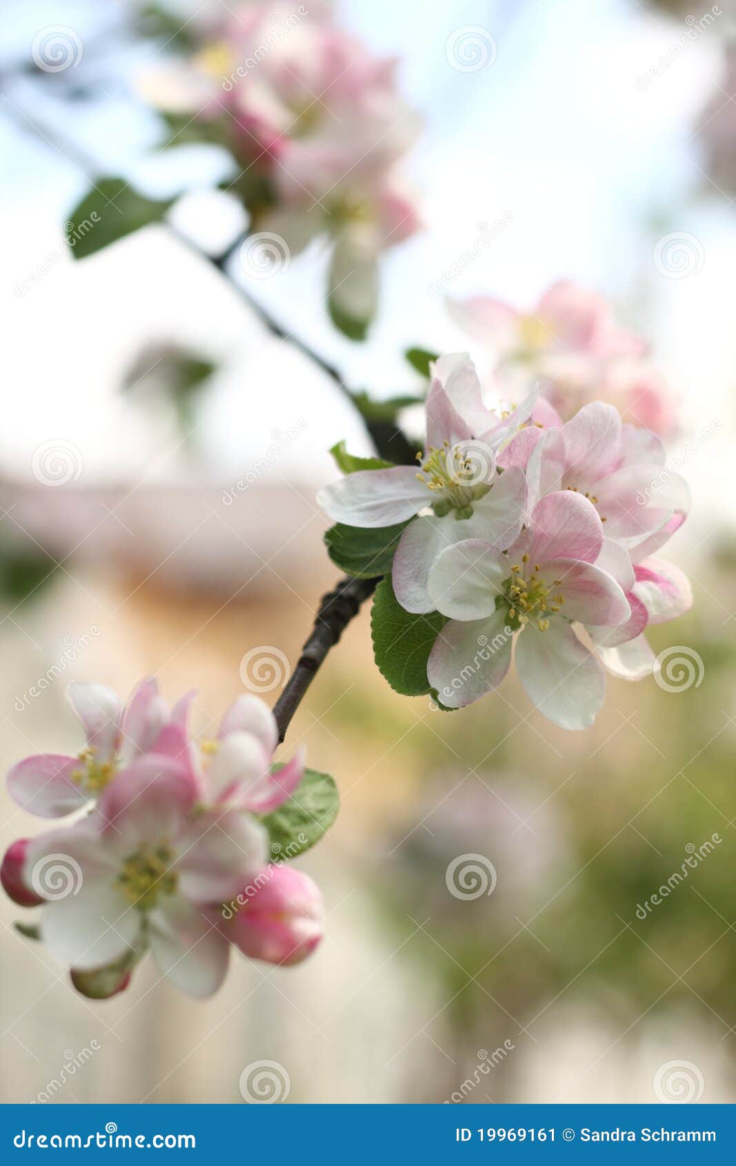 Apple tree flowers stock image. Image of blossom, nature - 19969161