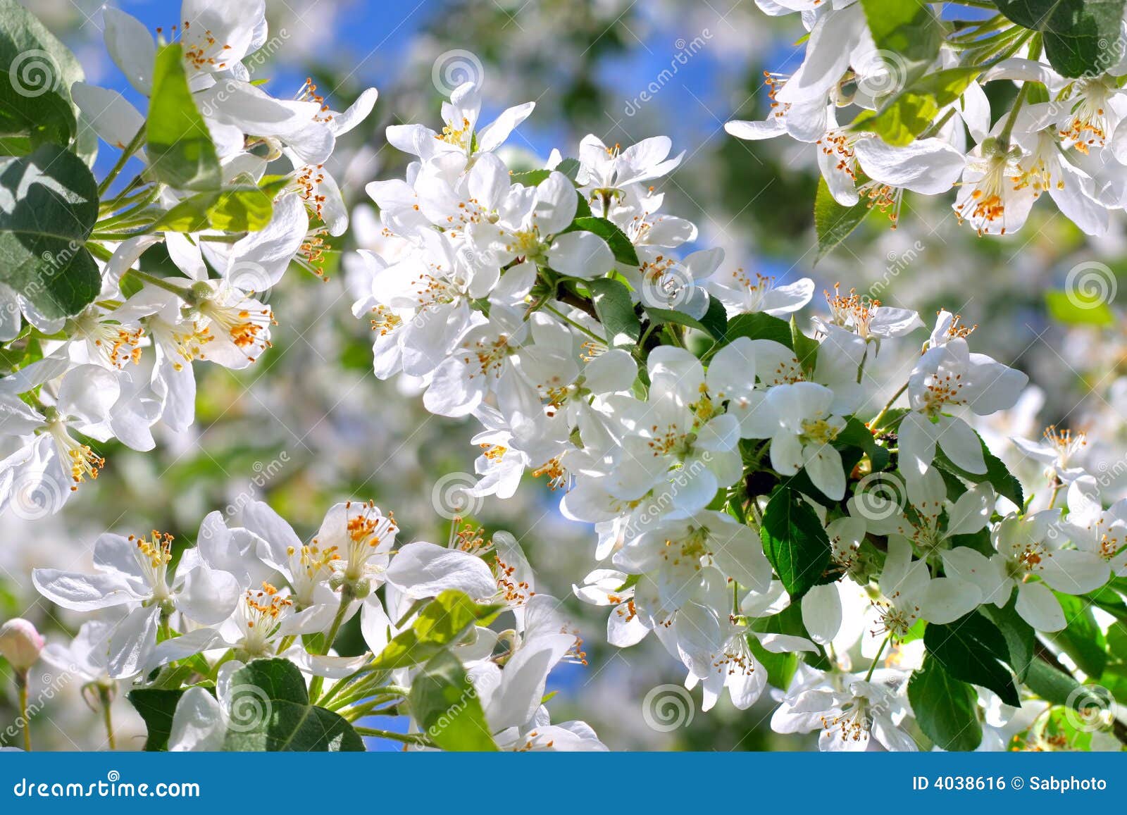 Apple tree flowers stock photo. Image of spring, uncultivated - 4038616