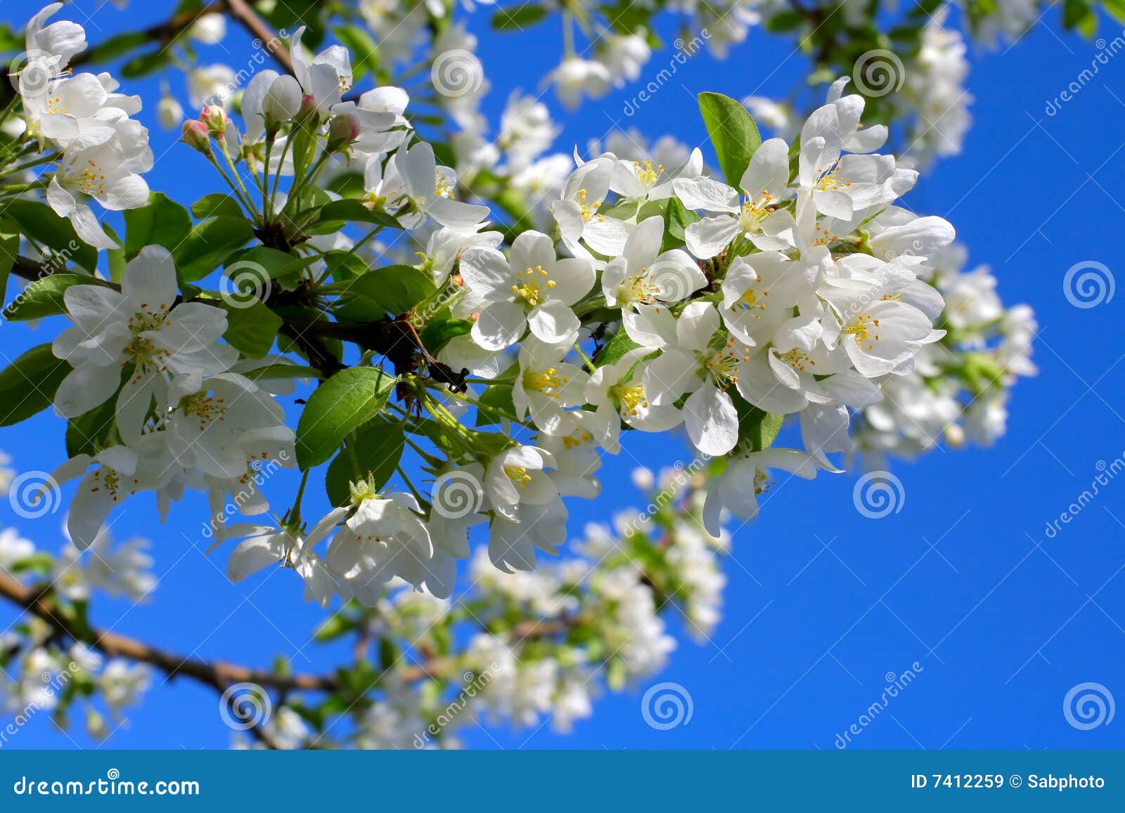 Apple tree flowers stock image. Image of green, uncultivated - 7412259