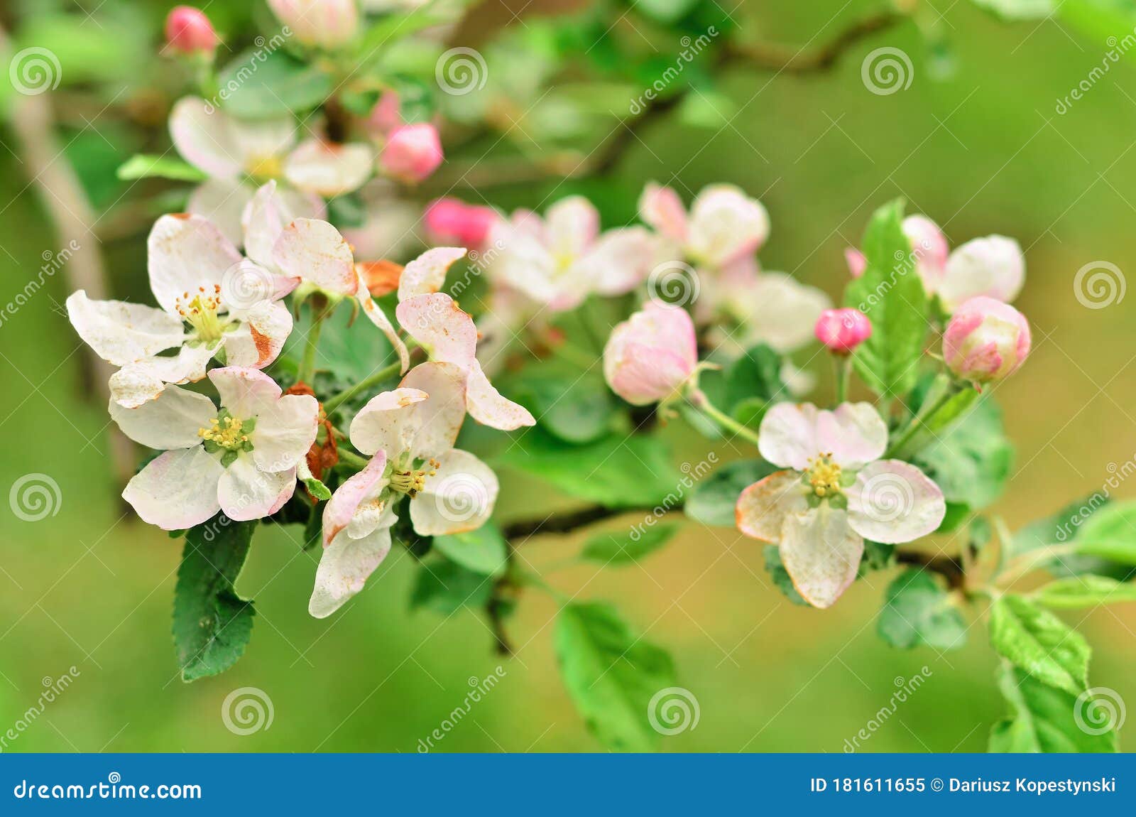 Apple tree flowers stock image. Image of branch, apple - 181611655