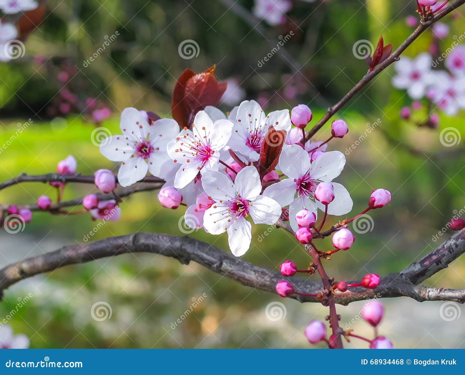 Apple tree flowers stock photo. Image of pink, abstract - 68934468