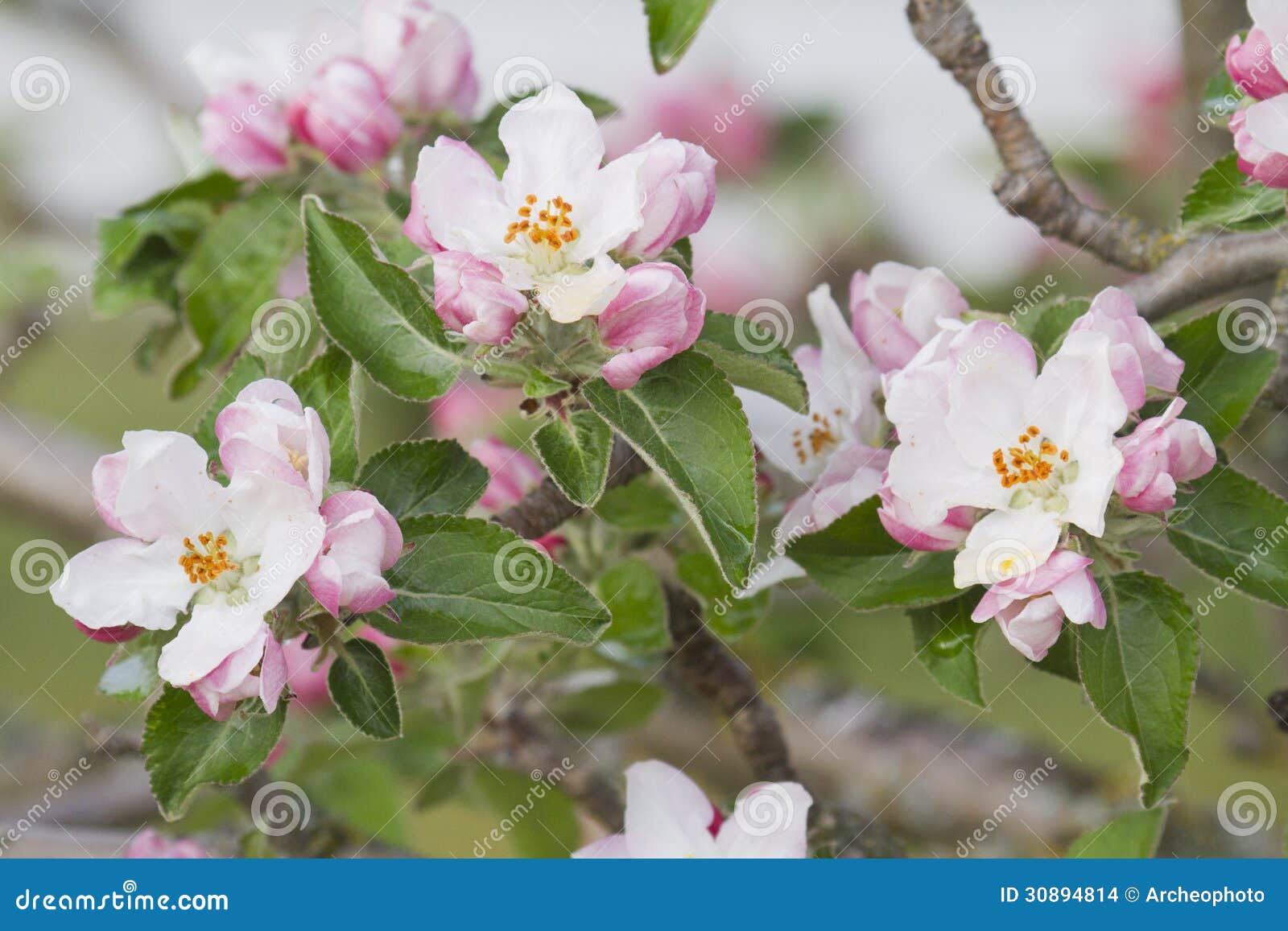 Apple tree flowers stock photo. Image of beauty, spring - 30894814
