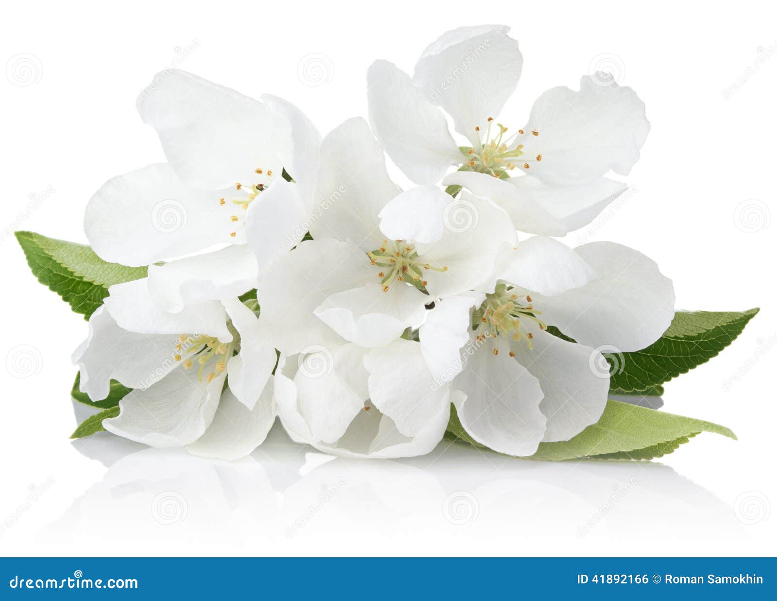 7,377 Apple Peach Tree Stock Photos - Free & Royalty-Free Stock Photos ...