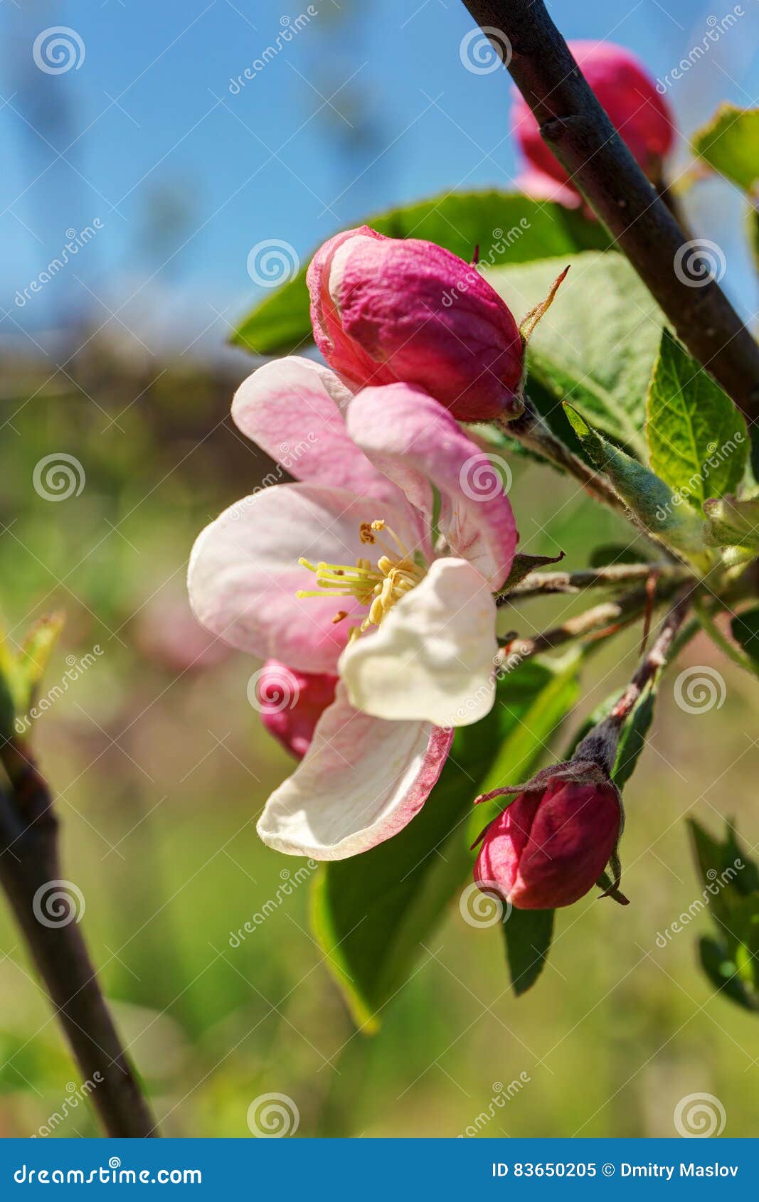 Apple tree with flowers stock image. Image of blooming - 83650205