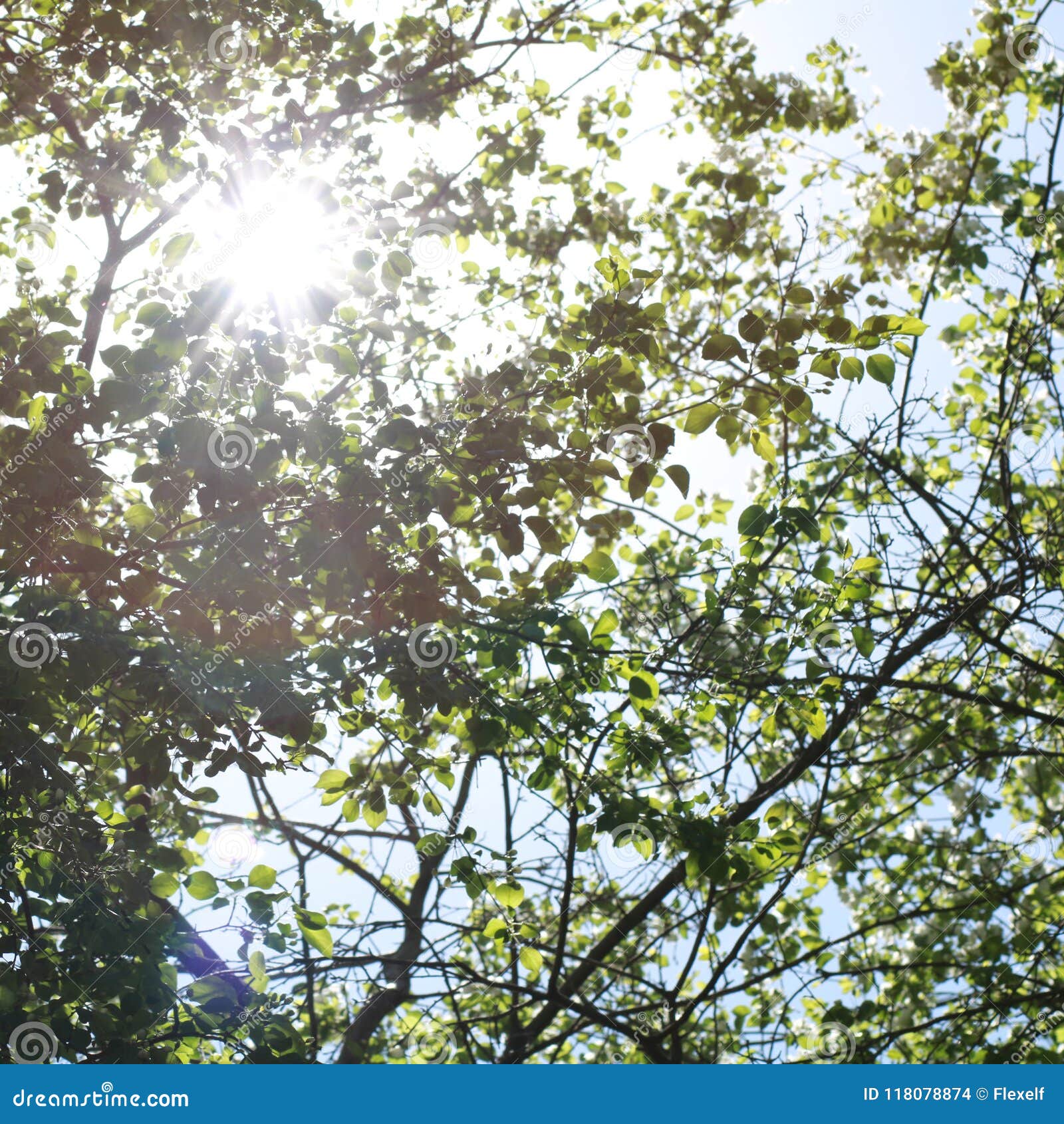 Apple Tree Flowers and Sun. Stock Photo - Image of outdoor, detail ...
