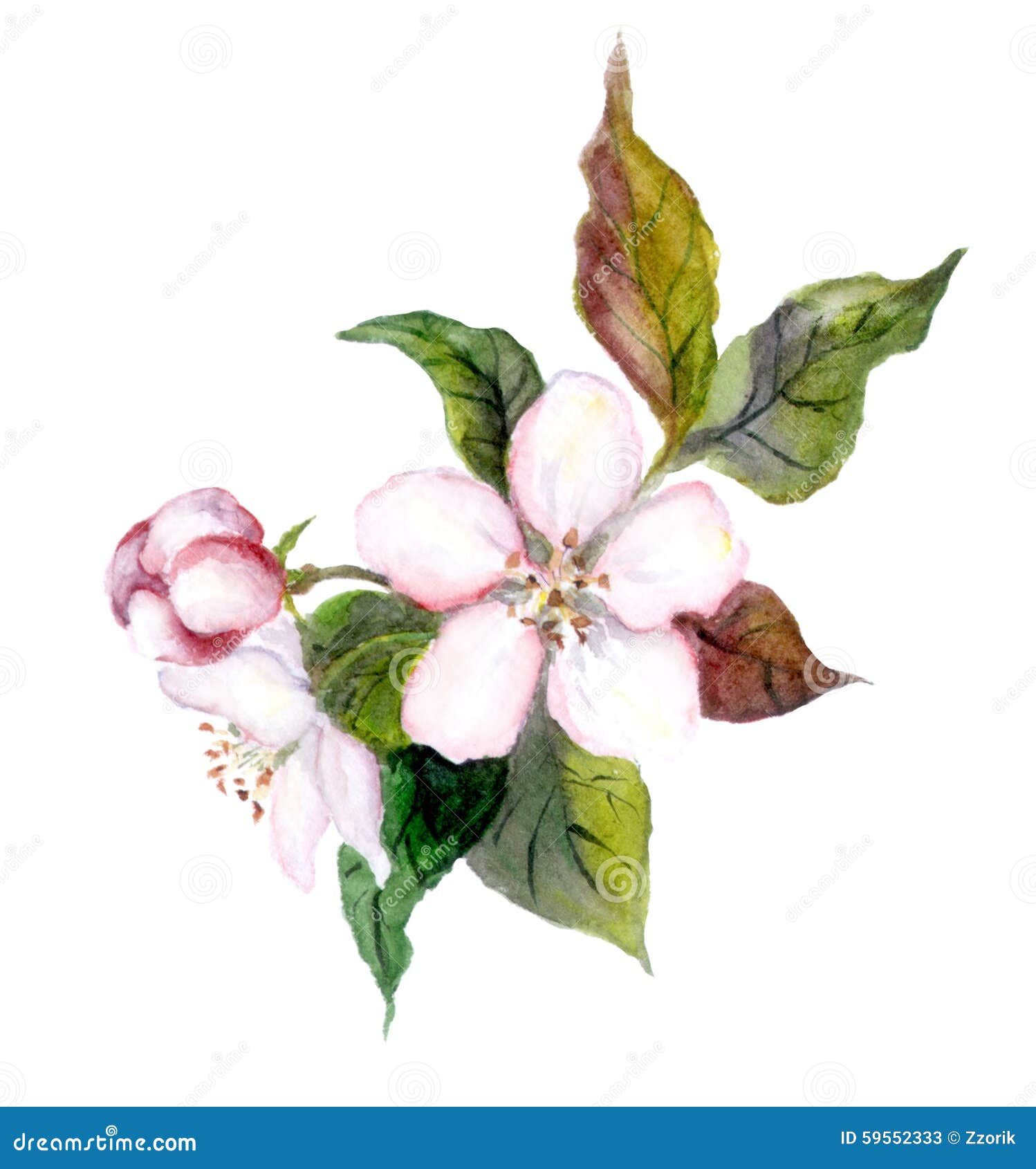Apple Tree Flowers, Watercolor Illustration Stock Illustration ...