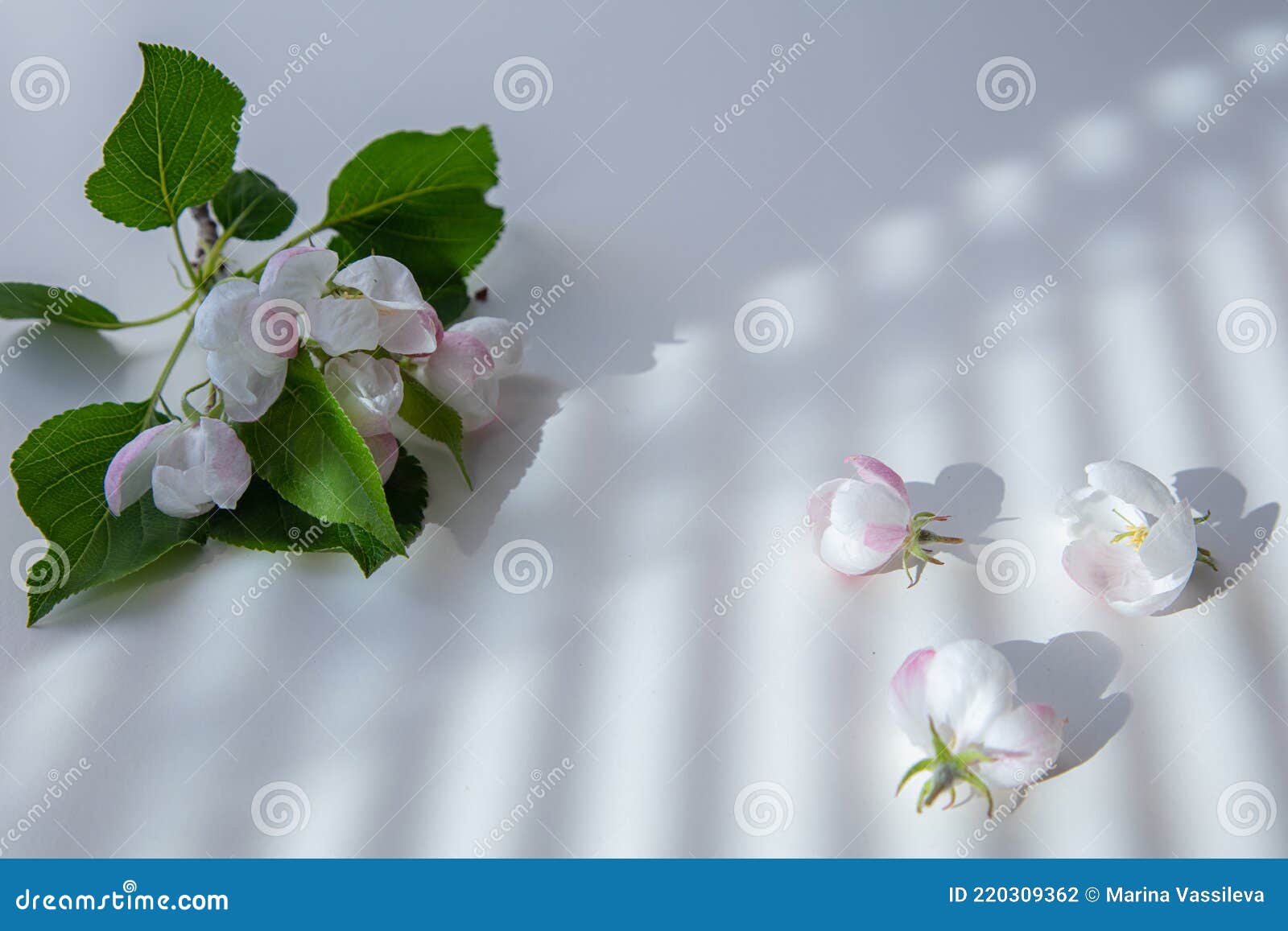 Apple-tree Flowers on a White Background.. Openwork Shade from the Sun ...