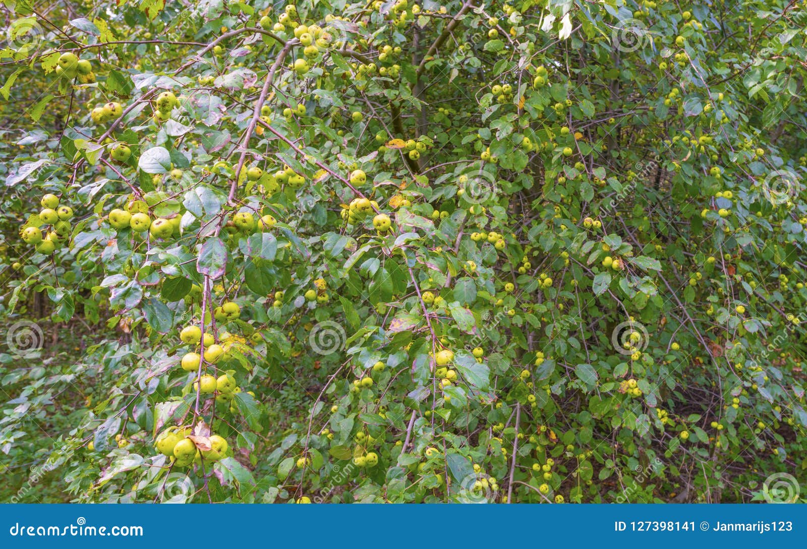 Apple Tree in a Forest at Fall Stock Image - Image of polder, autumn ...