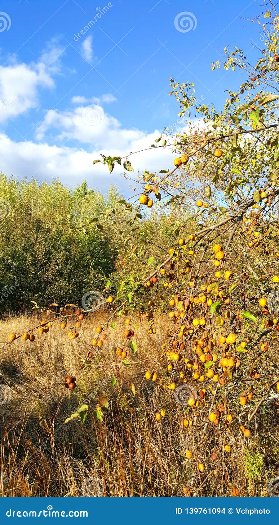 Apple-tree on a Forest Glade Stock Photo - Image of green, glade: 139761094