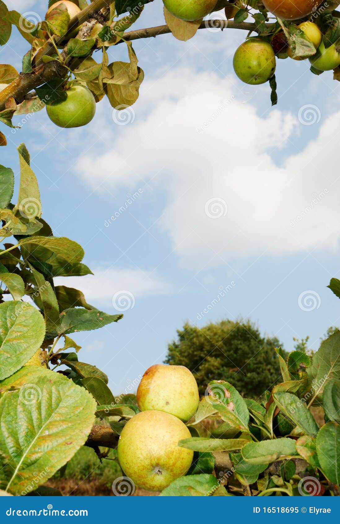 Apple tree frame stock image. Image of apples, frame - 16518695