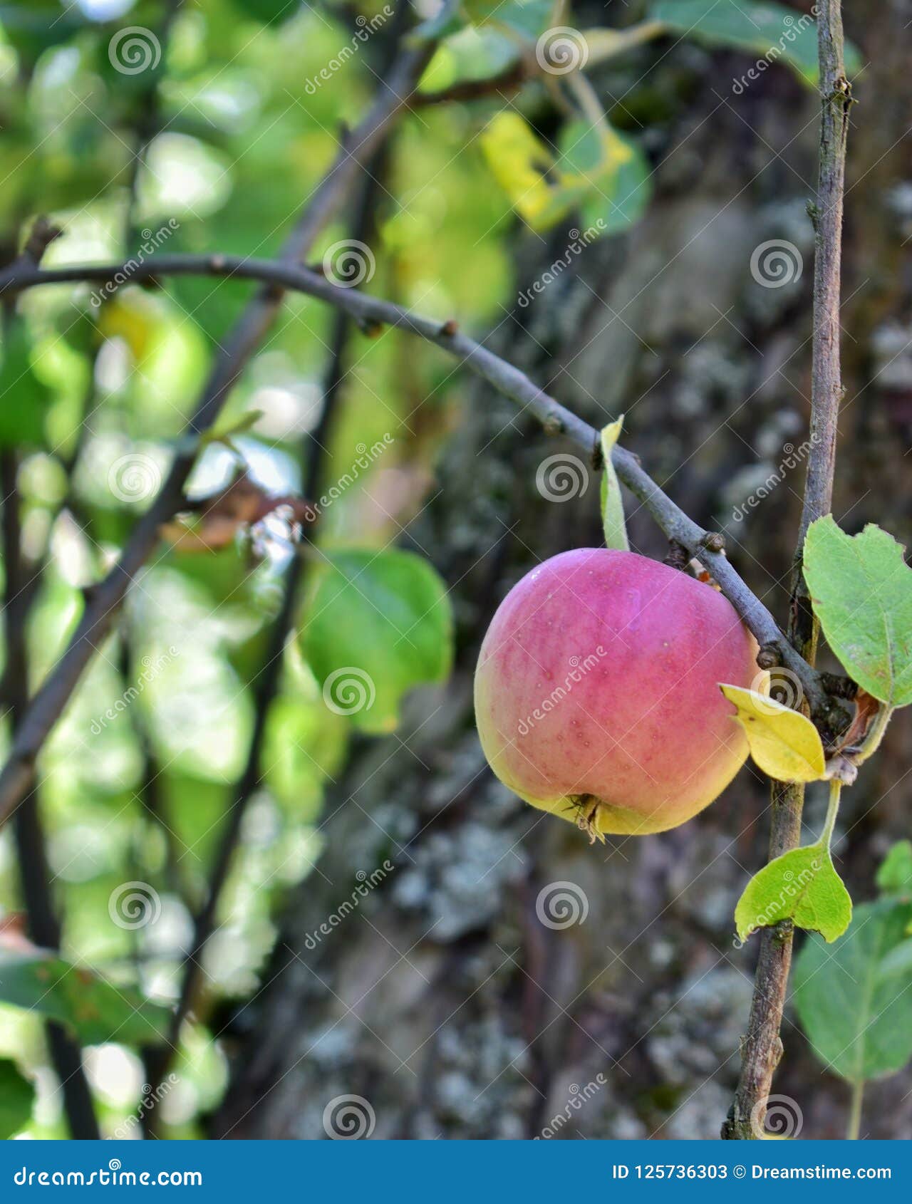 Apple on the tree stock image. Image of food, apple - 125736303