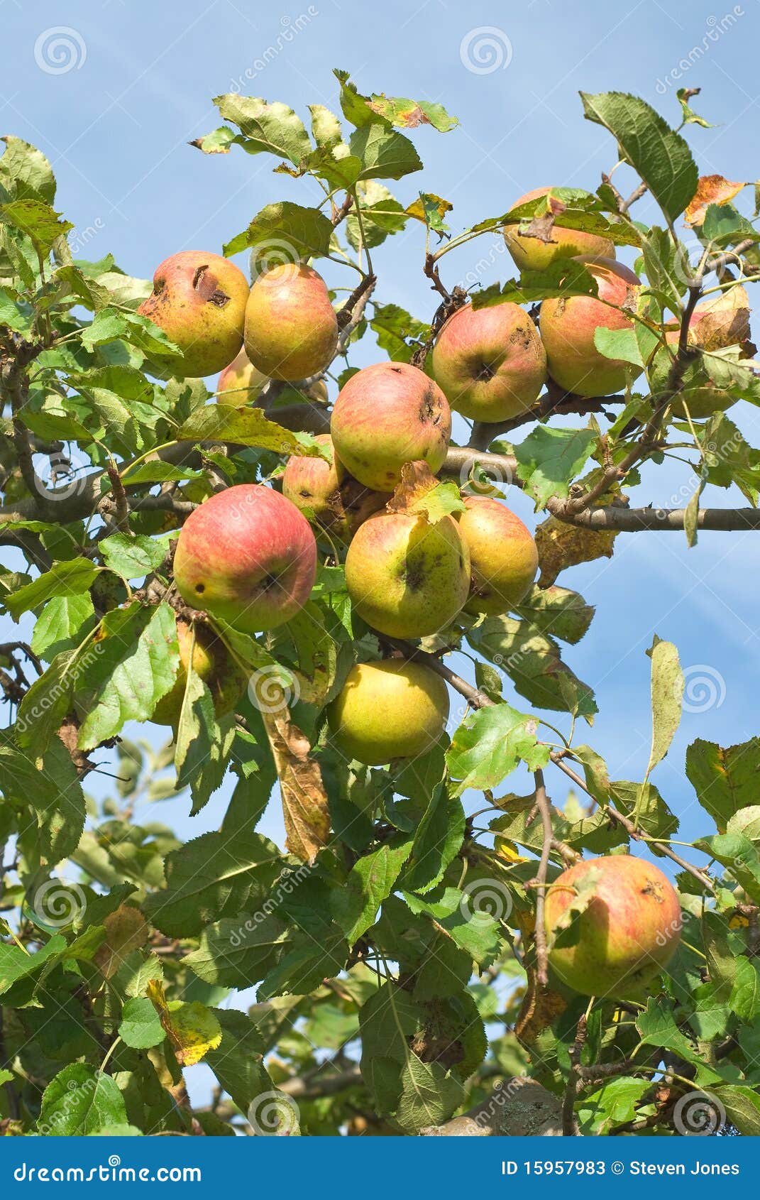 Apple Tree with Fruit stock image. Image of diet, health - 15957983