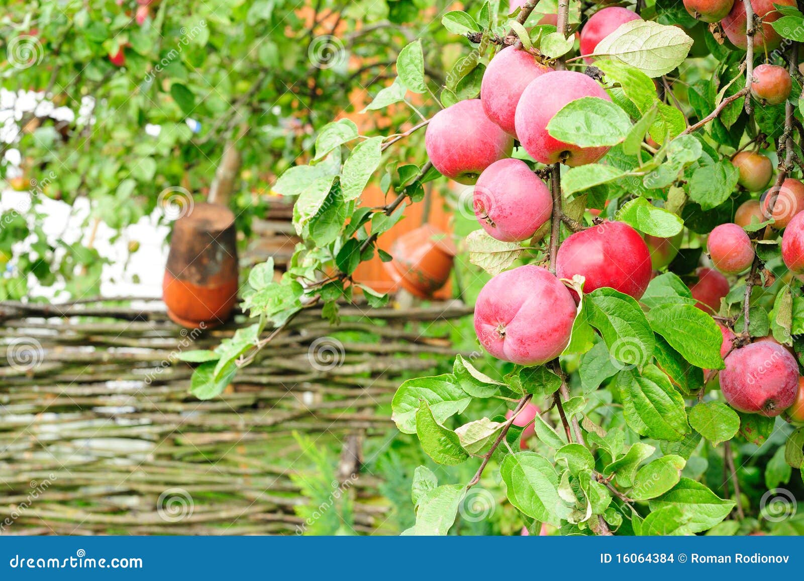 Apple-tree with fruit stock photo. Image of orchard, large - 16064384