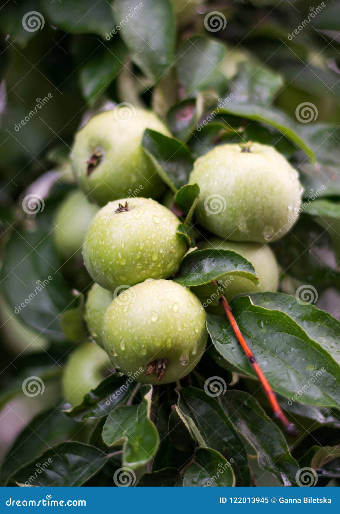Apple Tree Apple-fruit Crop of Apples. Stock Image - Image of seeds ...