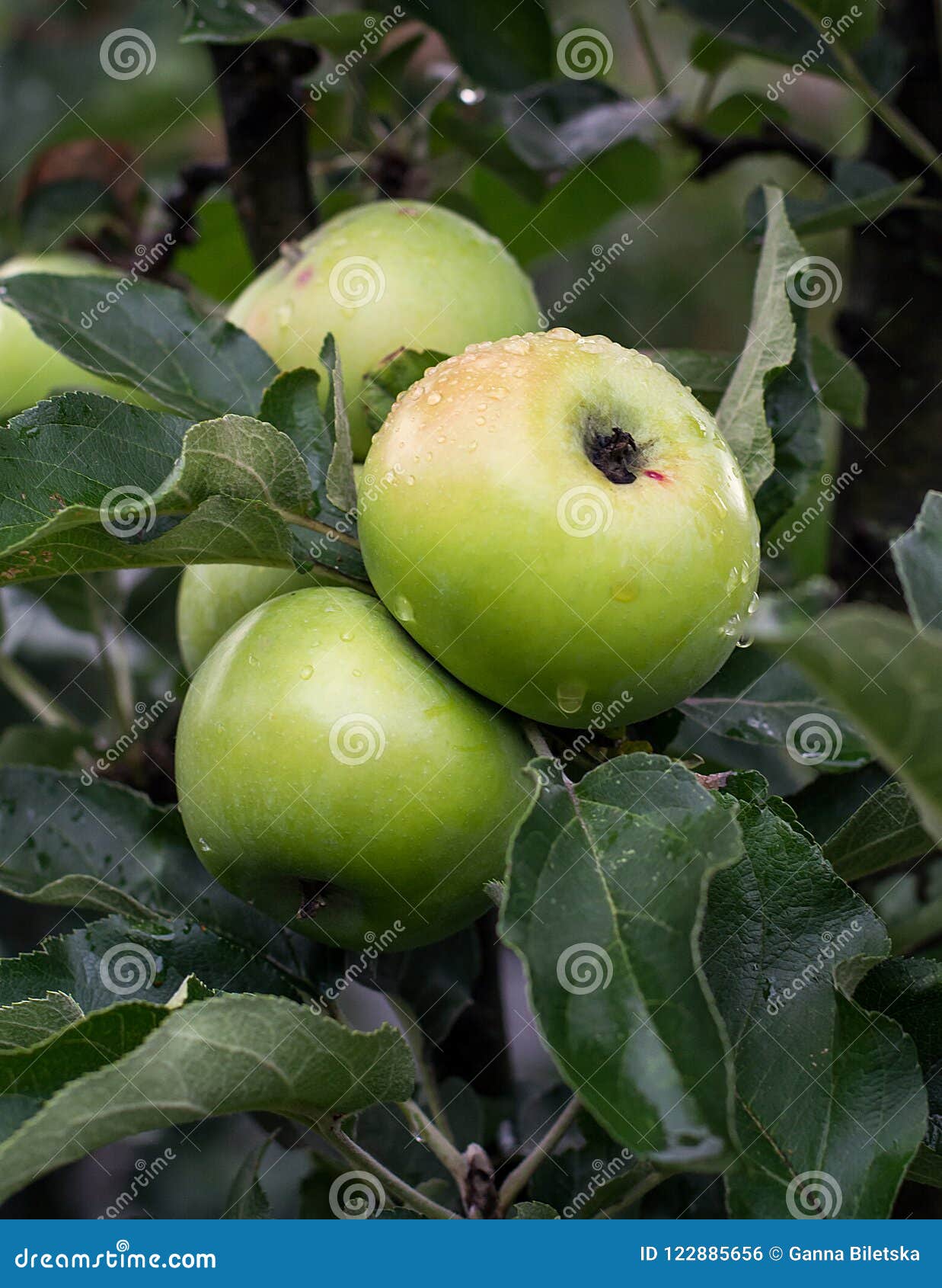 Apple Tree Apple-fruit Crop of Apples, Stock Photo - Image of harvest ...