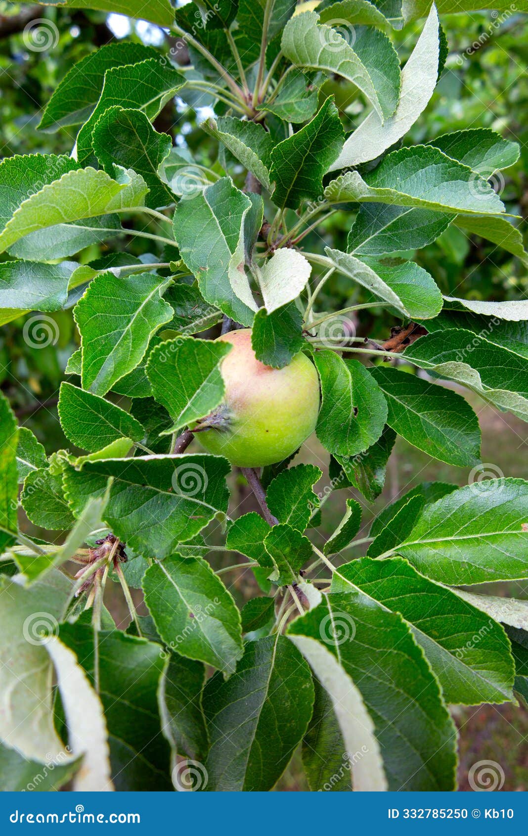 Apple Tree, Fruit of Apple Tree, Green Leaves of Apple Tree, Malus ...