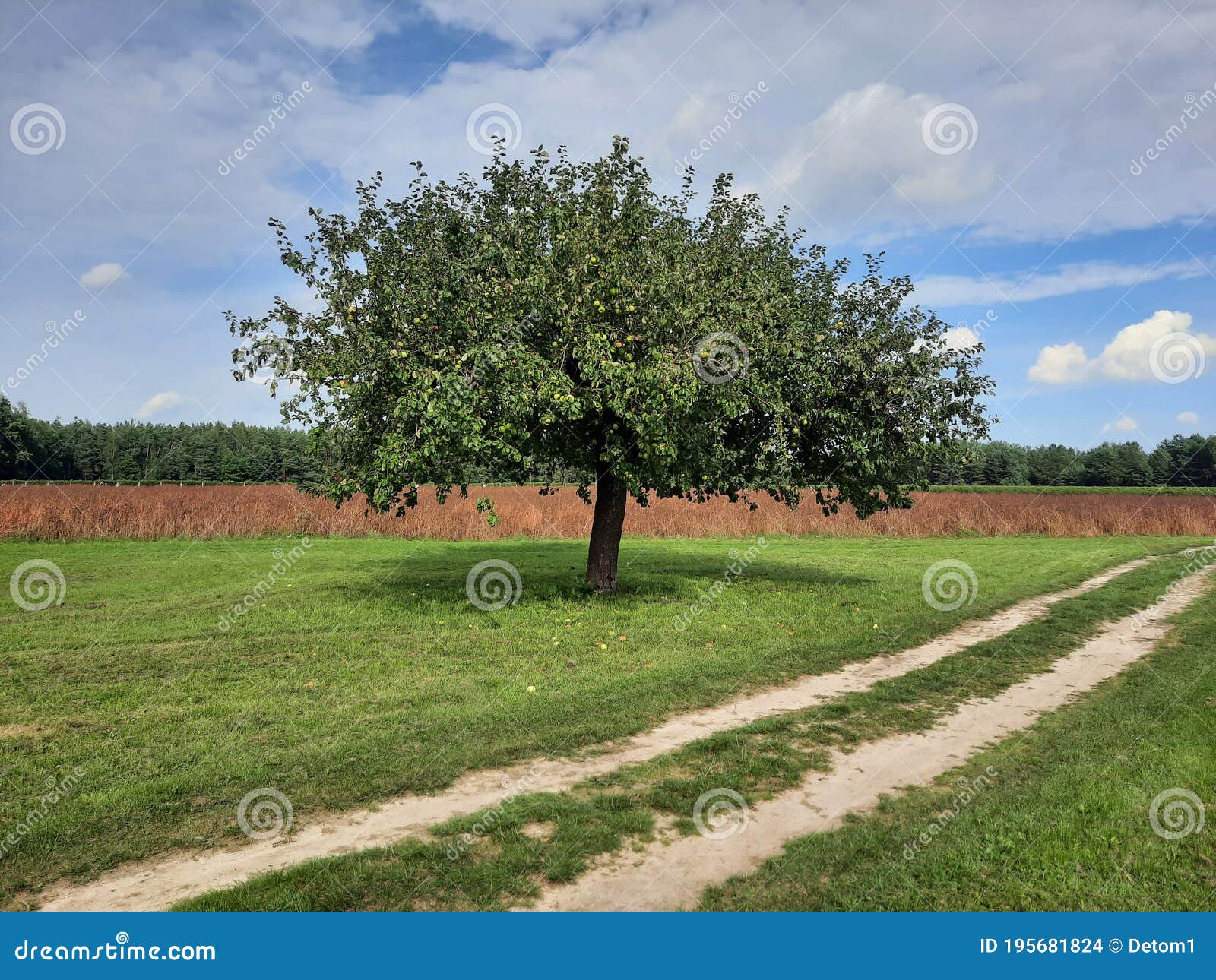 Apple Tree Fruit Orchards Plantations Mazovia Poland Stock Photo ...