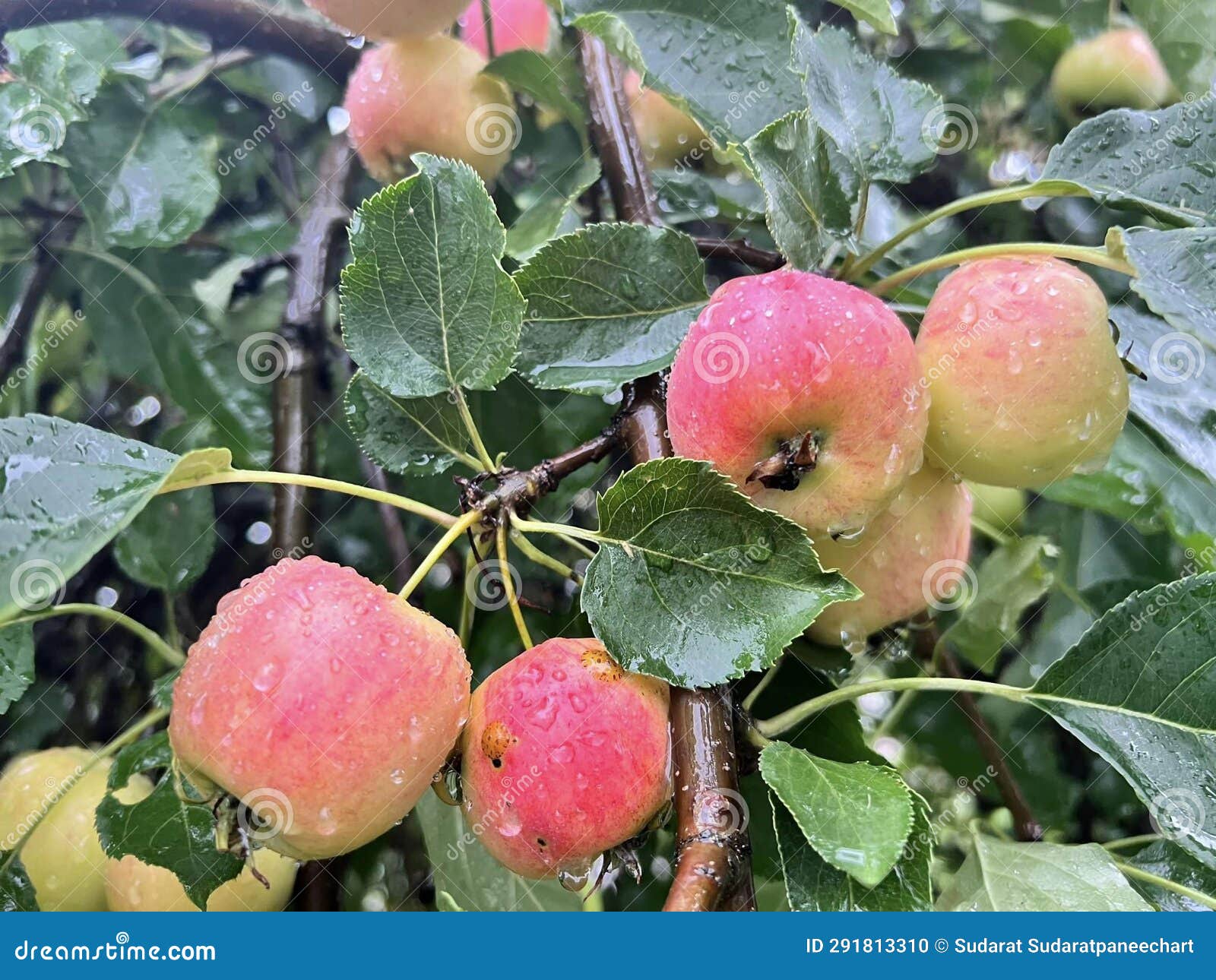 Apple Apple Tree Fruit Sweet and Sour3 Stock Photo - Image of blossom ...