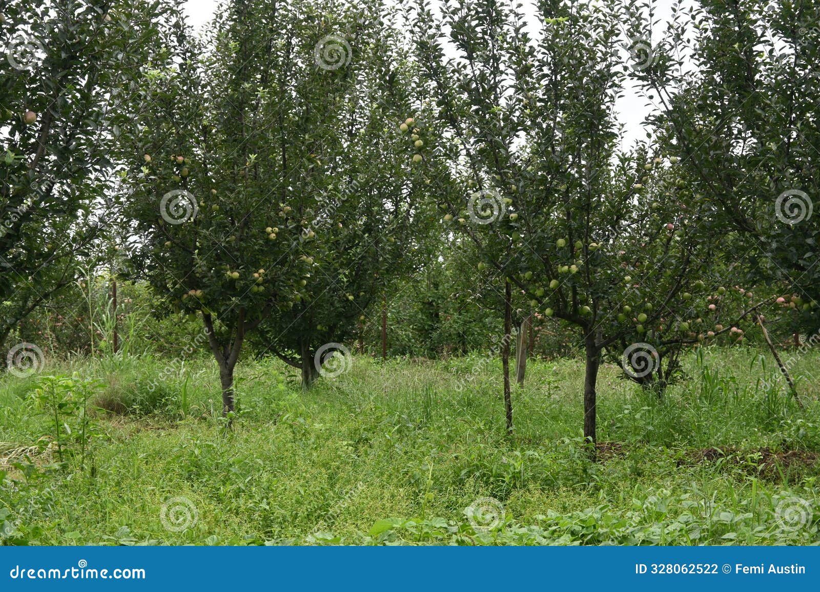 Beautiful Apple Orchard in Kashmir Stock Photo - Image of fruit, apples ...