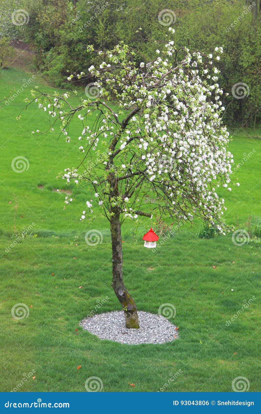 Apple tree in full bloom stock photo. Image of colorful - 93043806