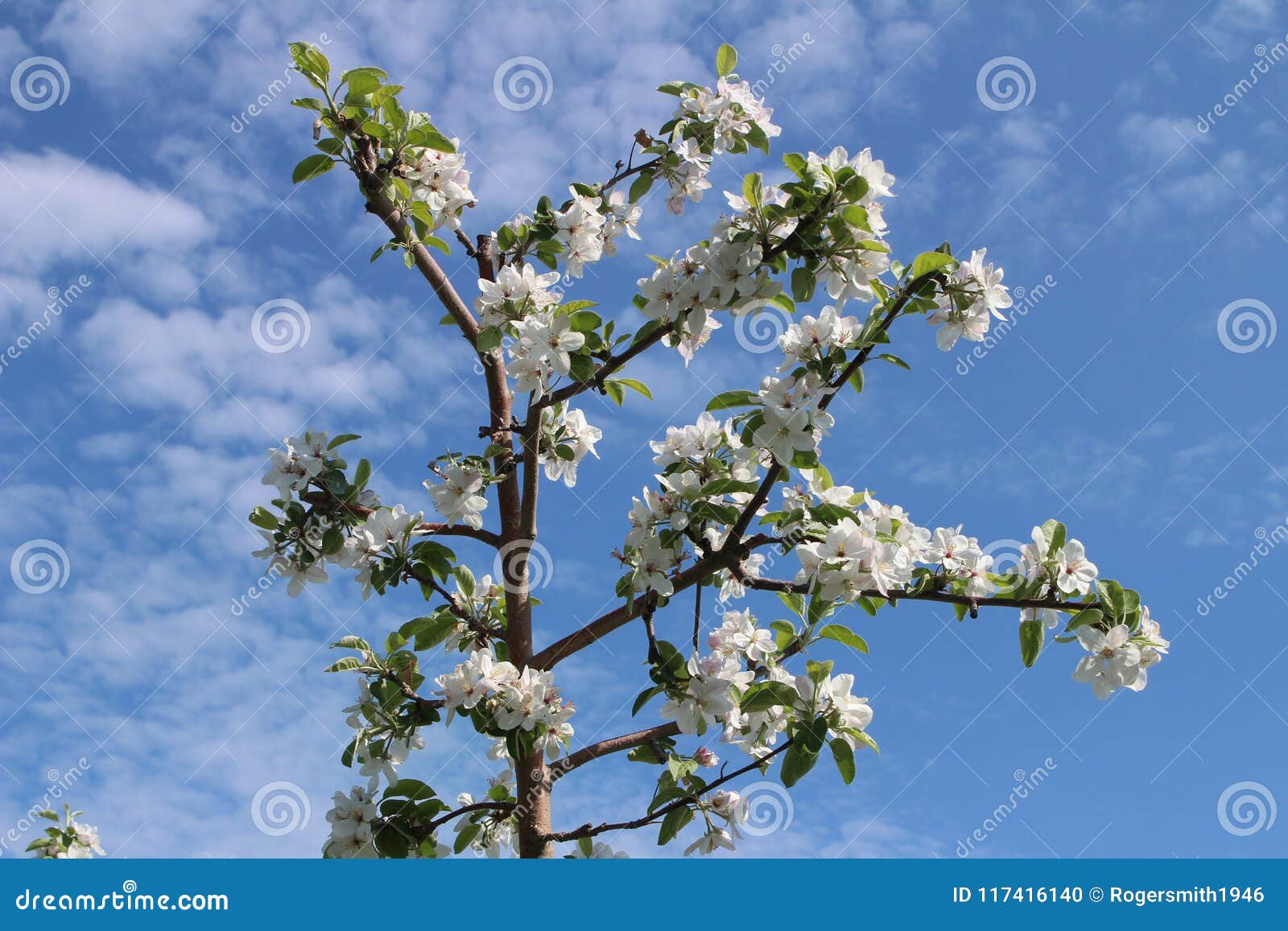 Apple tree in full bloom stock photo. Image of landscape - 117416140