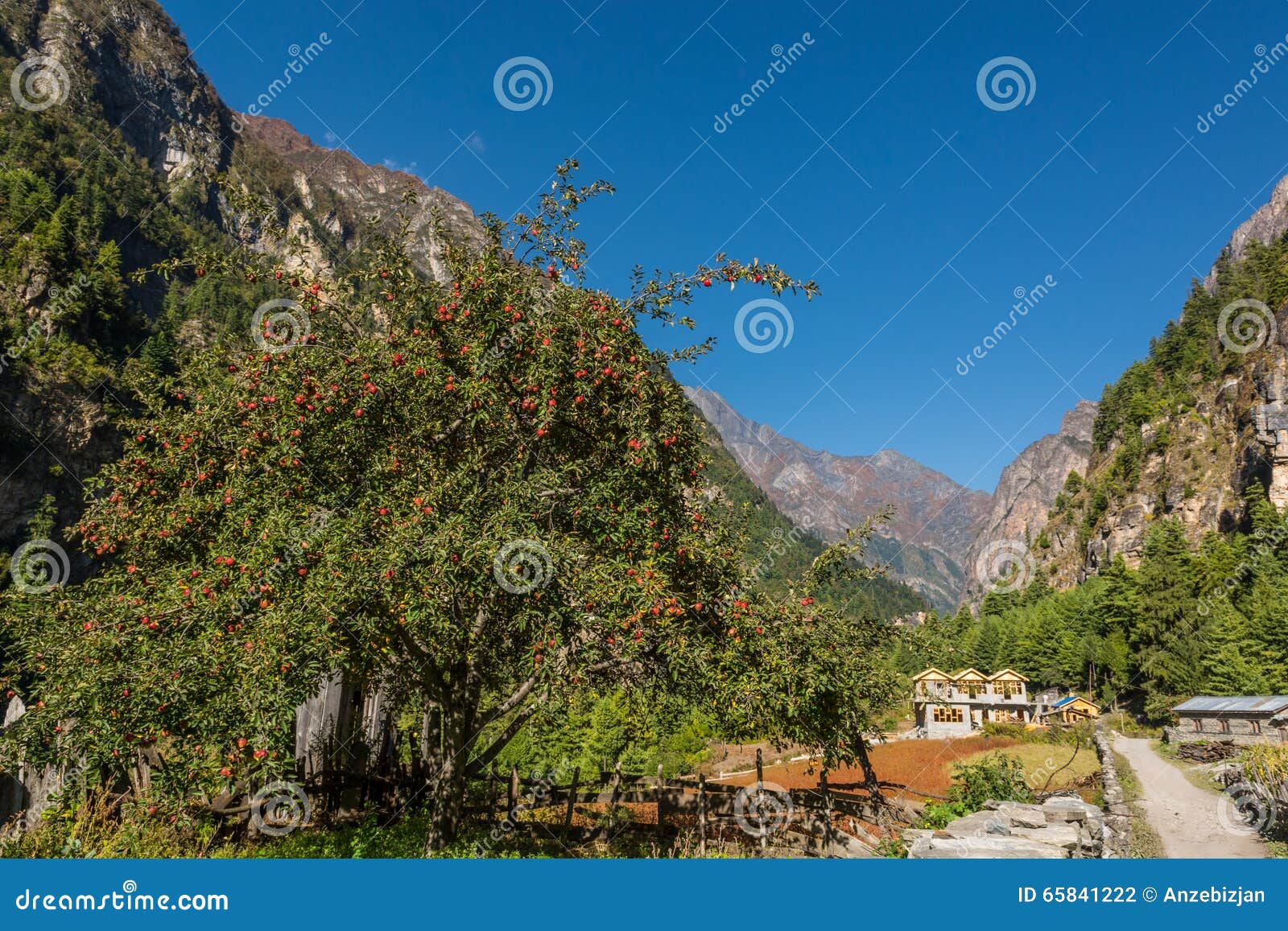 Apple Tree Full of Fresh Apples. Stock Photo - Image of outdoor, hiking ...