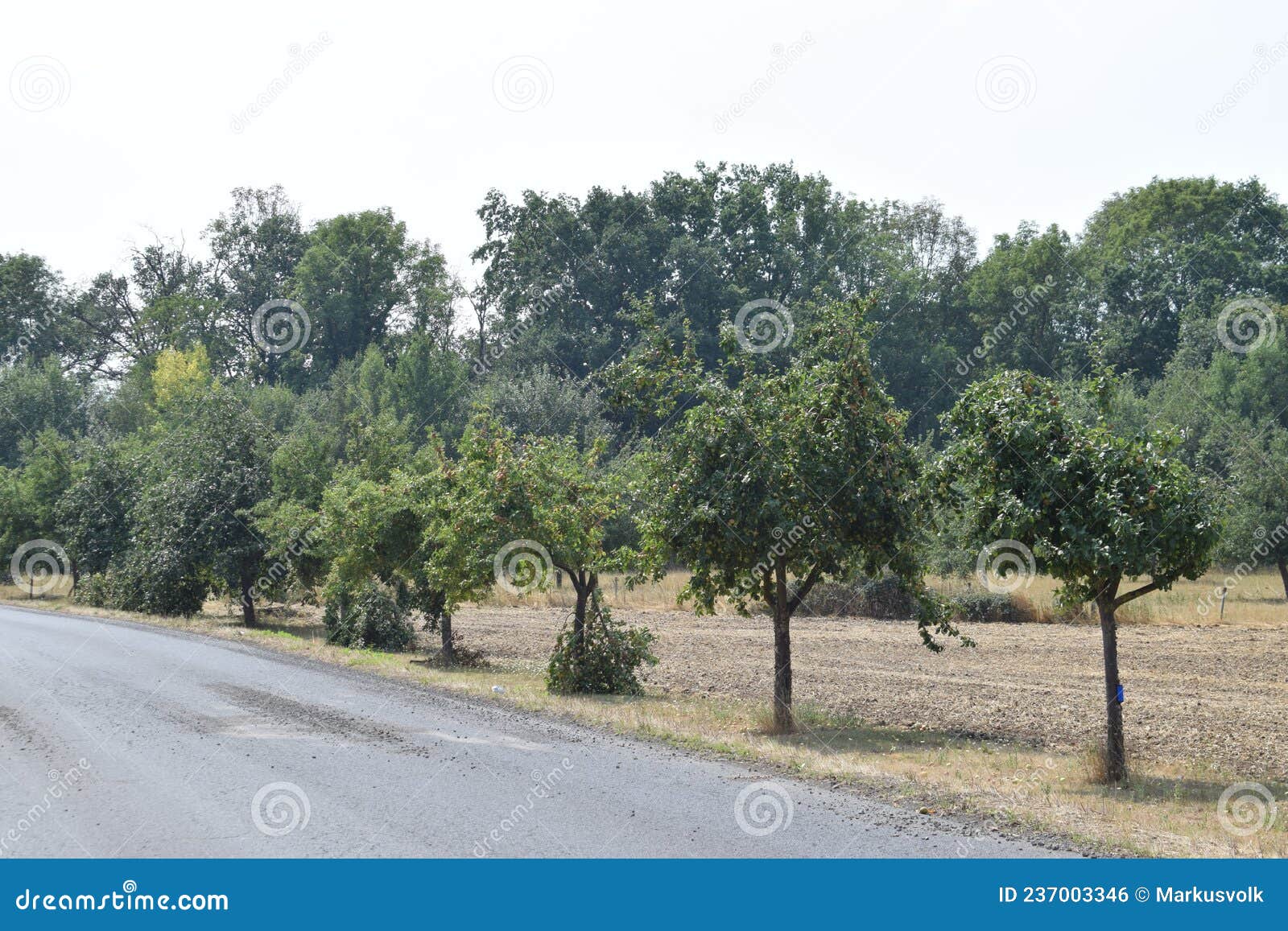 Apple Tree Full of Fruit at the Roadside Stock Photo - Image of eifel ...