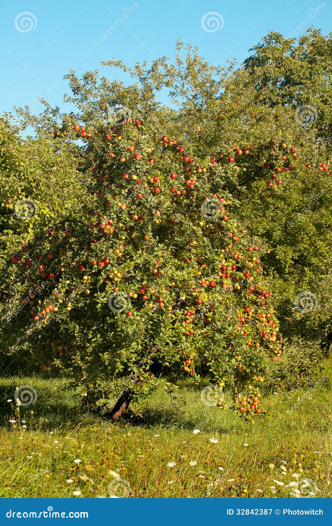 Apple tree stock image. Image of crop, agricultural, summer - 32842387