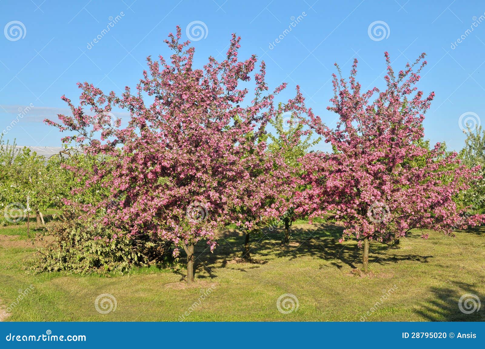 Apple tree garden stock photo. Image of environment, flower - 28795020