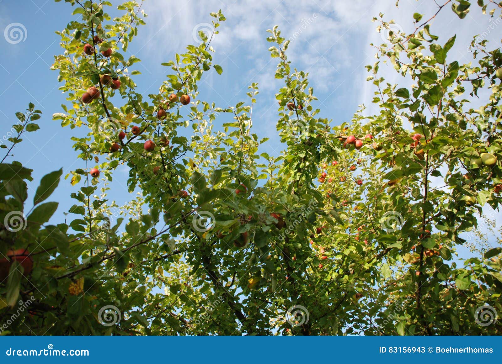 Apple tree in a garden stock image. Image of draussen - 83156943