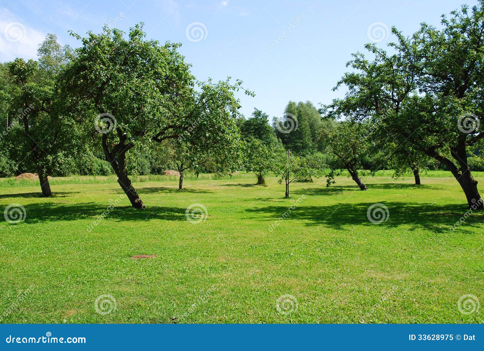 Apple tree garden stock image. Image of fruiter, garden - 33628975