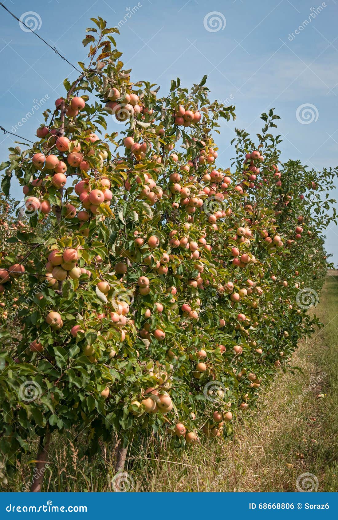 Apple-tree Garden with a Harvest Stock Photo - Image of apples, ripe ...