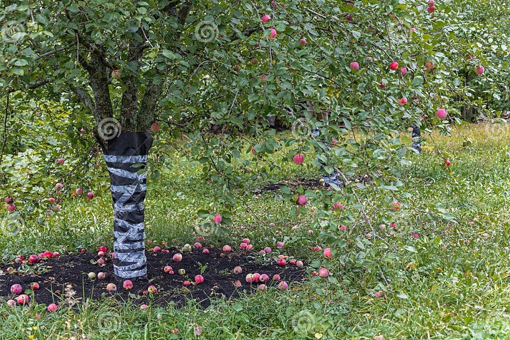 Apple Tree in the Garden with a Protected Trunk Stock Image - Image of ...
