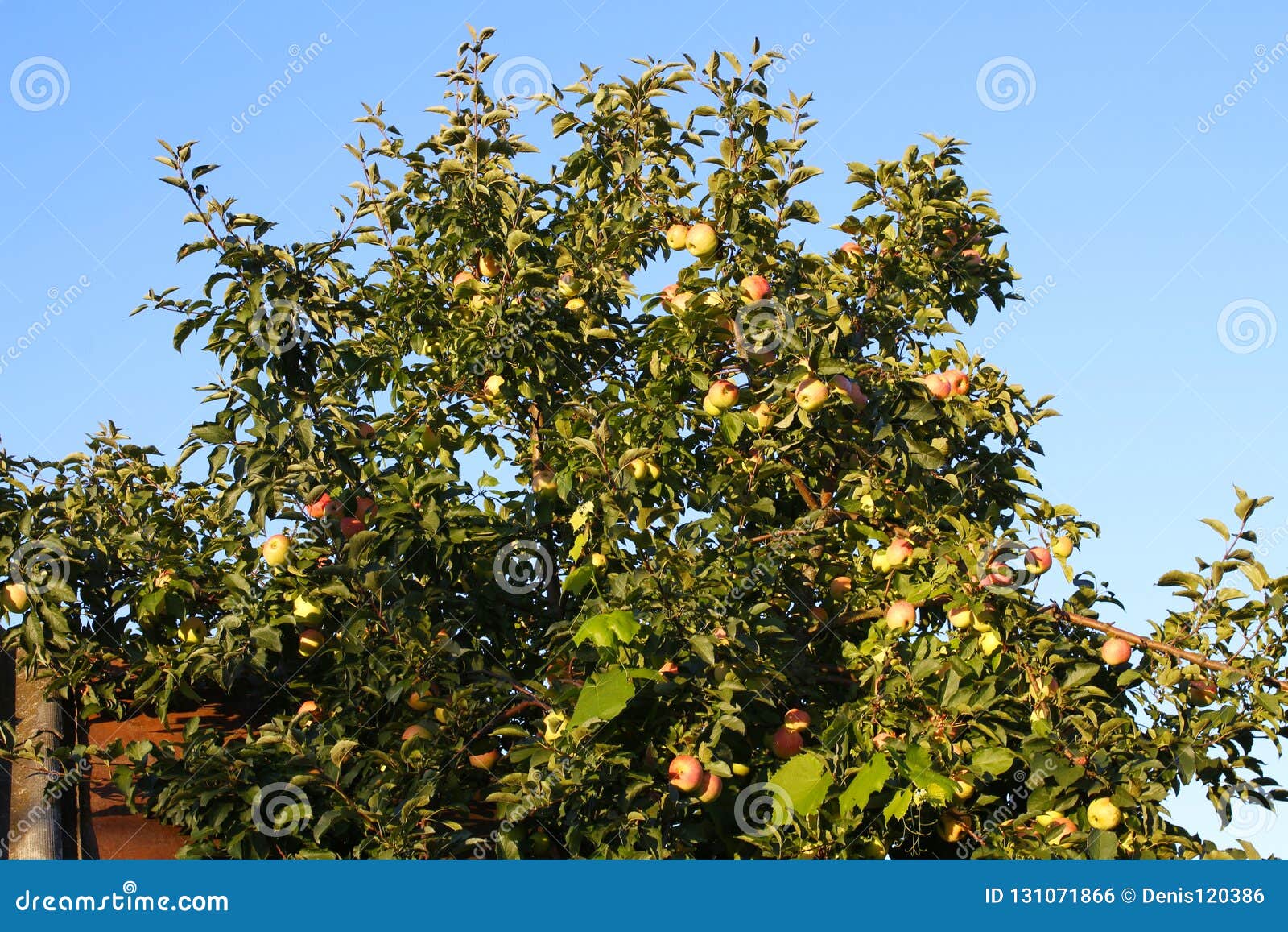 The Apple Tree in the Garden Stock Photo - Image of fruit, harvest ...
