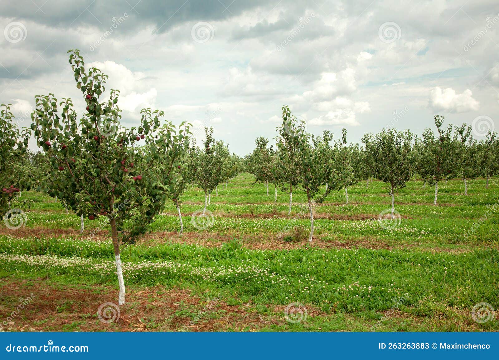Apple Tree in the Garden in Summer Stock Image - Image of blossom ...