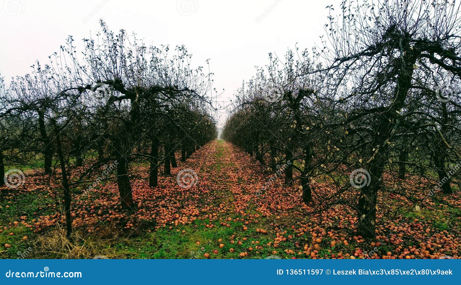Apple Tree Garden in Winter Stock Image - Image of garden, apple: 136511597